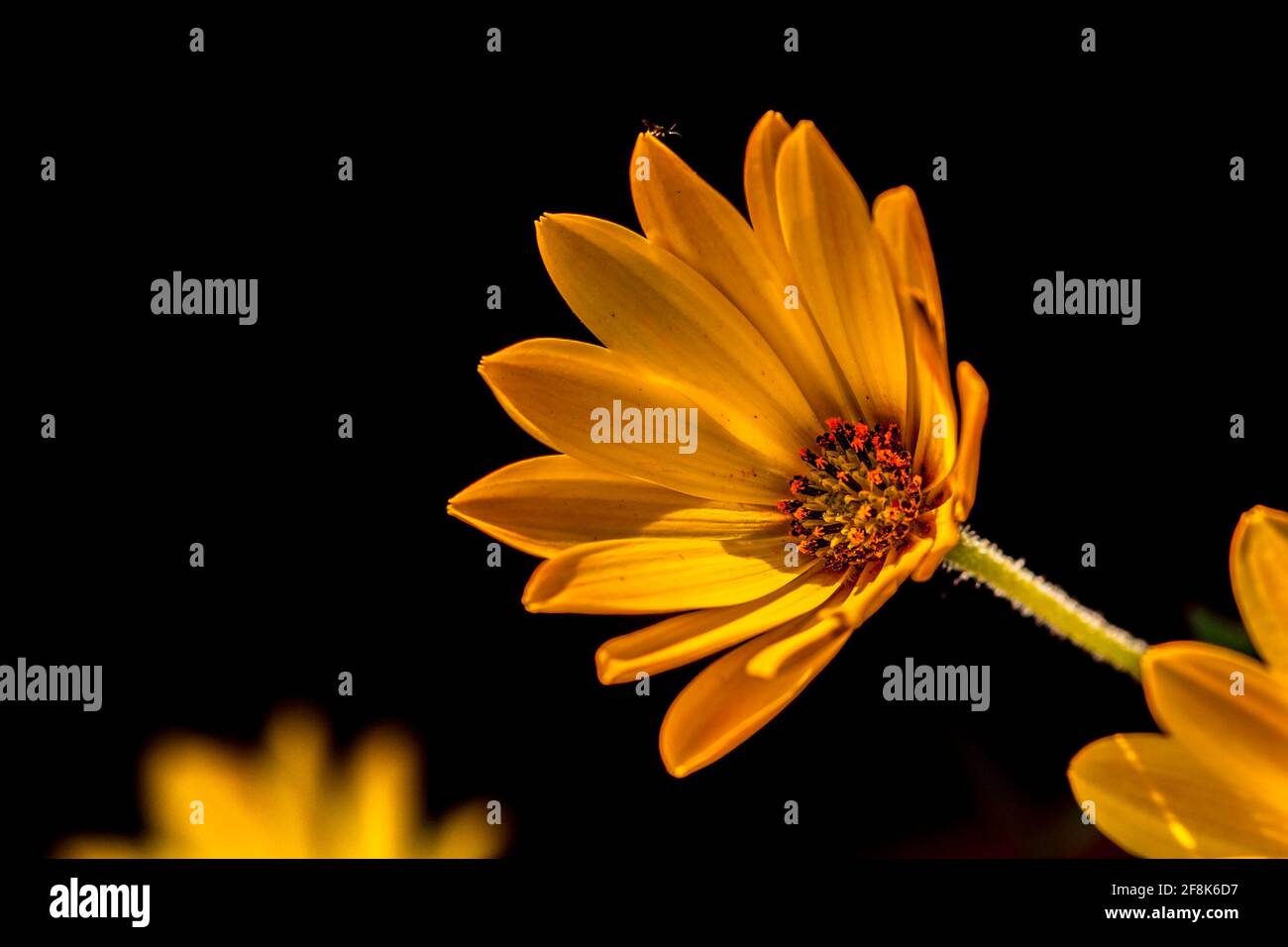 Spring beauty flower hi-res stock photography and images - Alamy