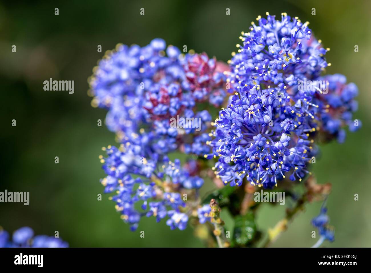 Close up of California lilac (ceanothus) flowers in bloom Stock Photo ...