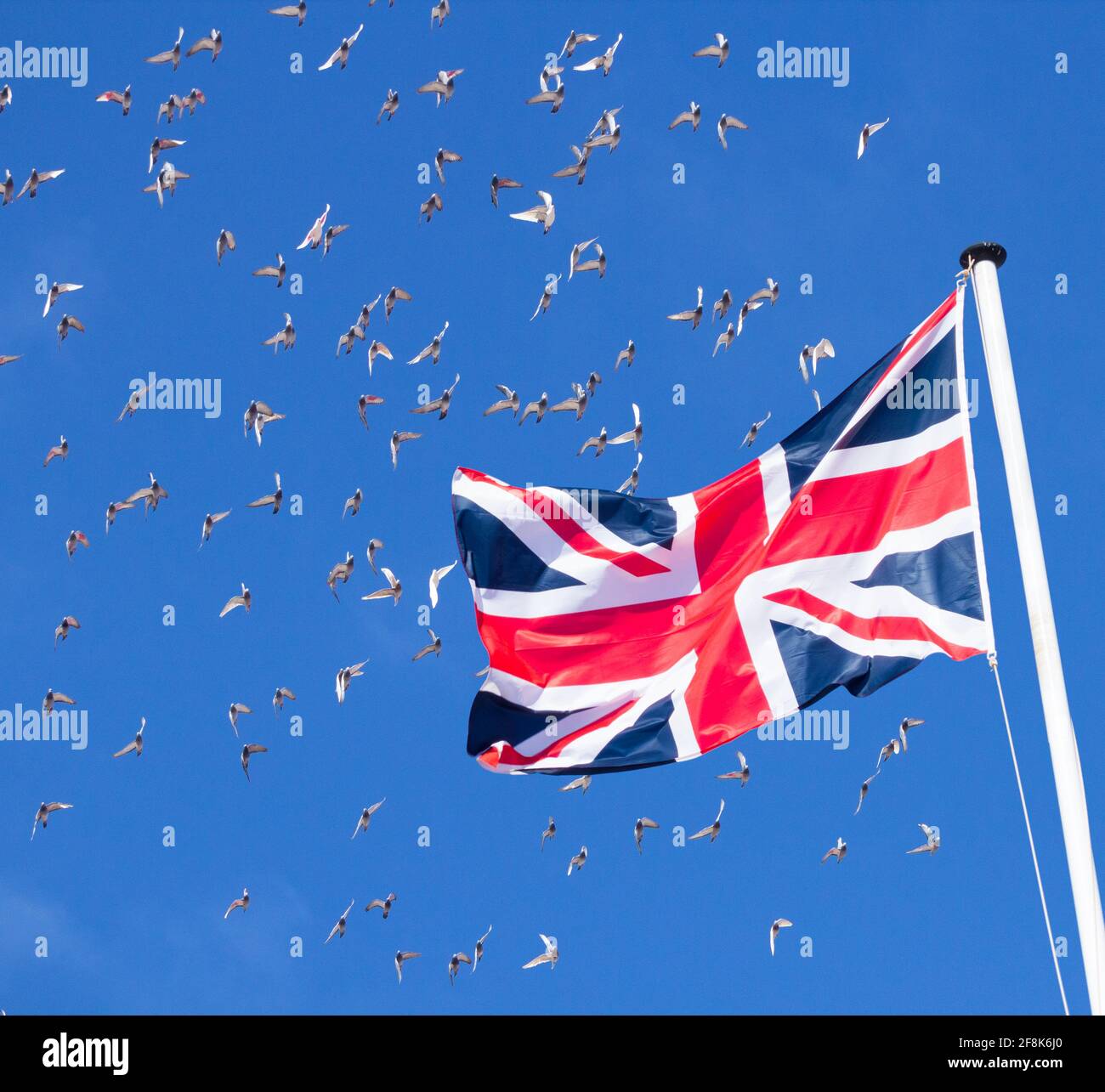 Racing pigeons above Union Jack flag Stock Photo - Alamy