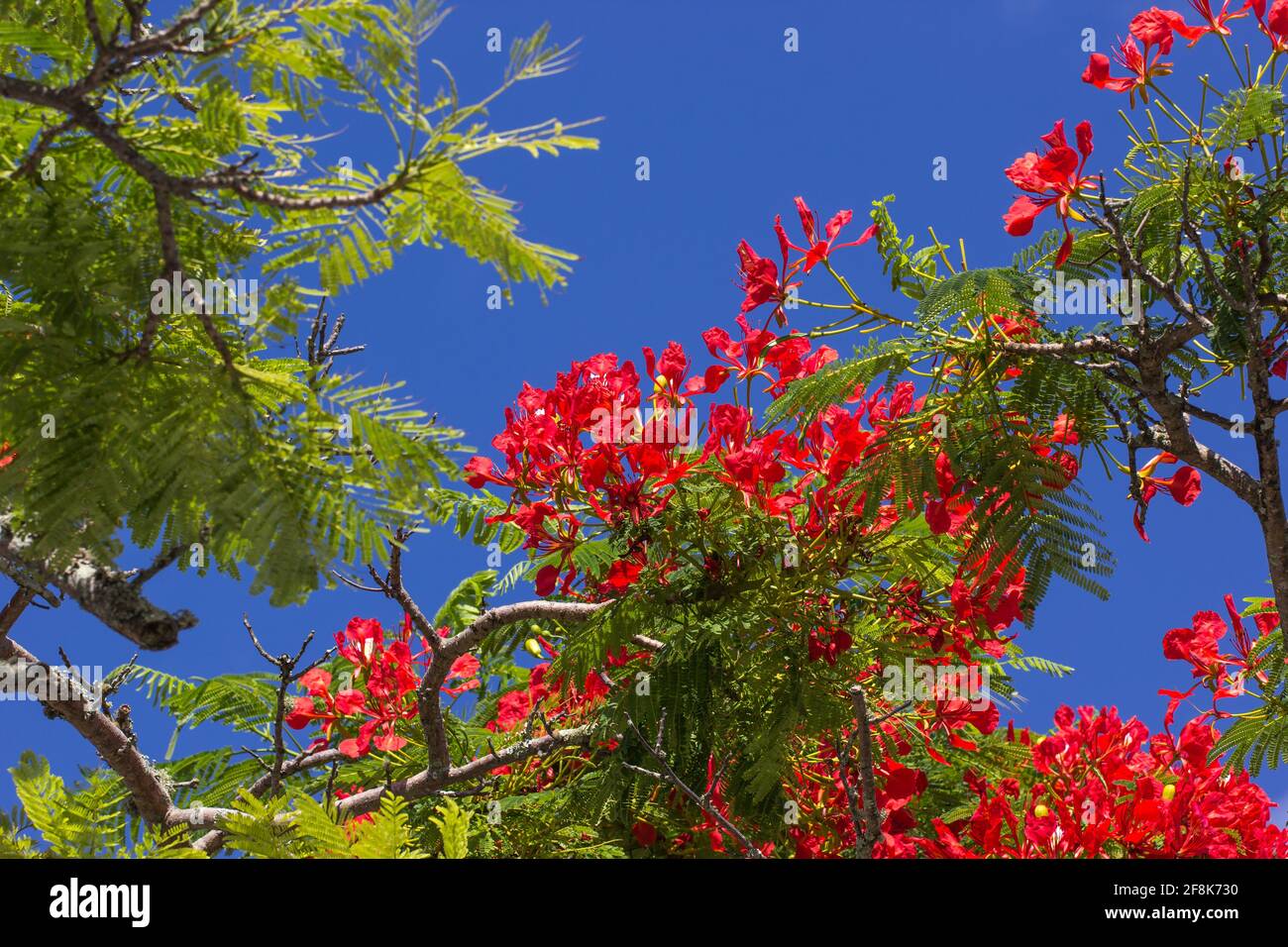 Beautiful view of blossomed flamboyant tree Stock Photo - Alamy