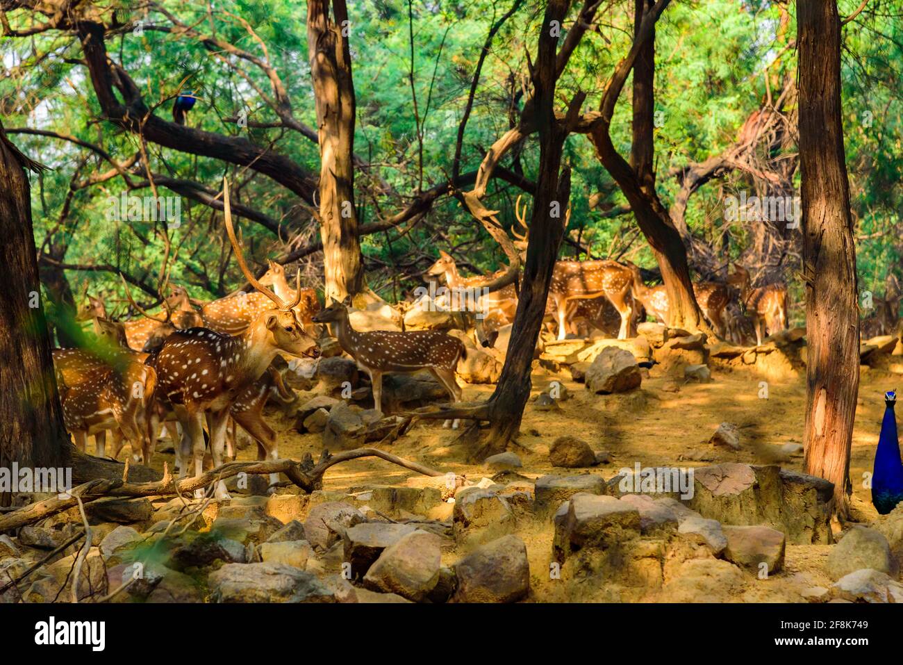 Deer Park Forest during an autumn morning in South Delhi, India Stock ...