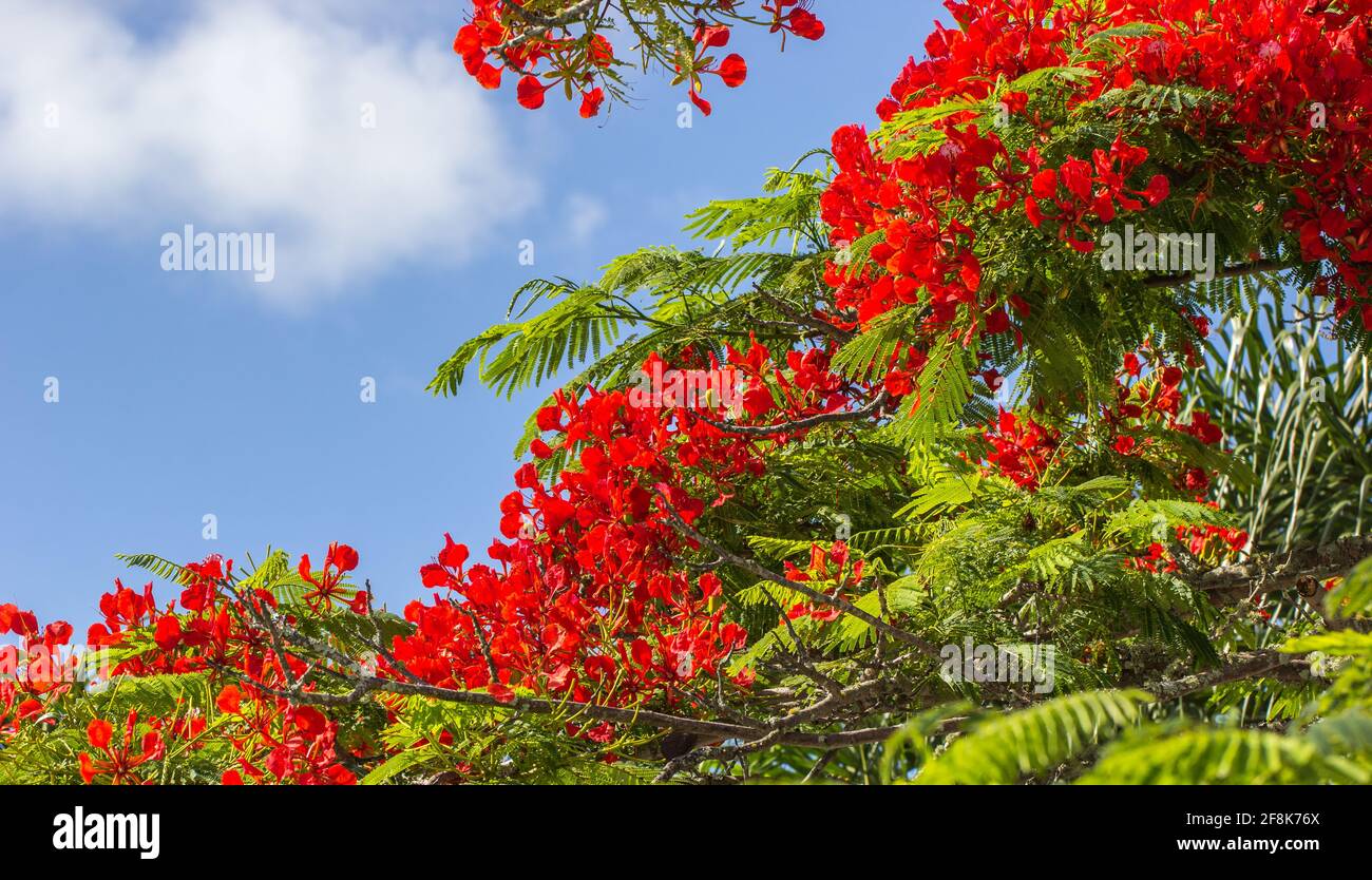 Beautiful view of blossomed flamboyant tree Stock Photo - Alamy