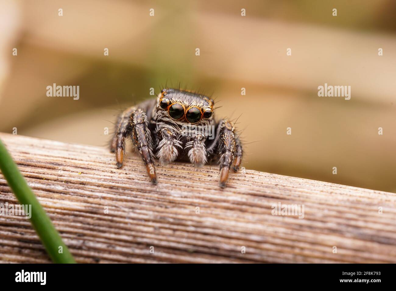 Macro of female Evarcha arcuata, a jumping spider Stock Photo - Alamy