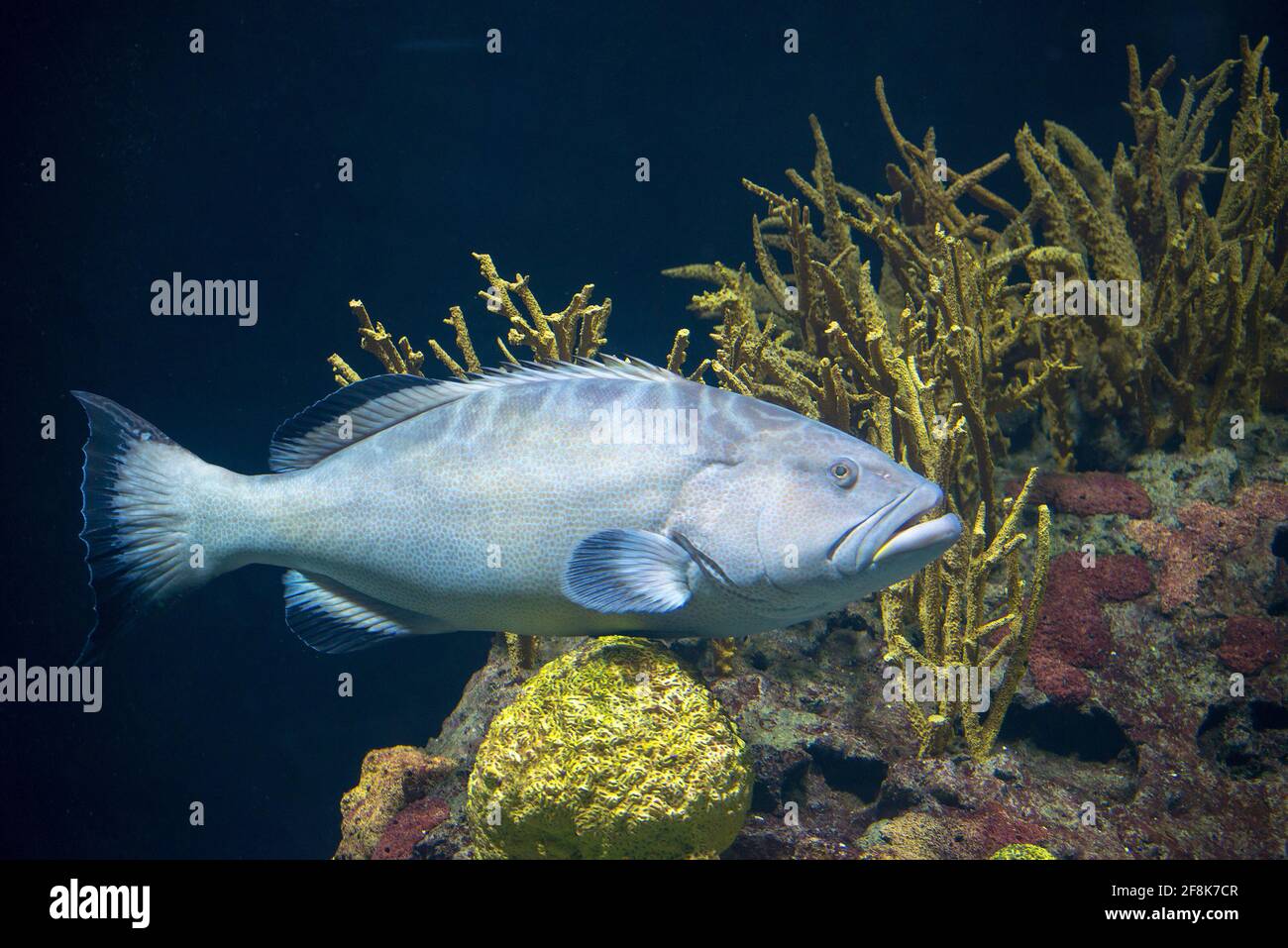 Juvenile Black Grouper