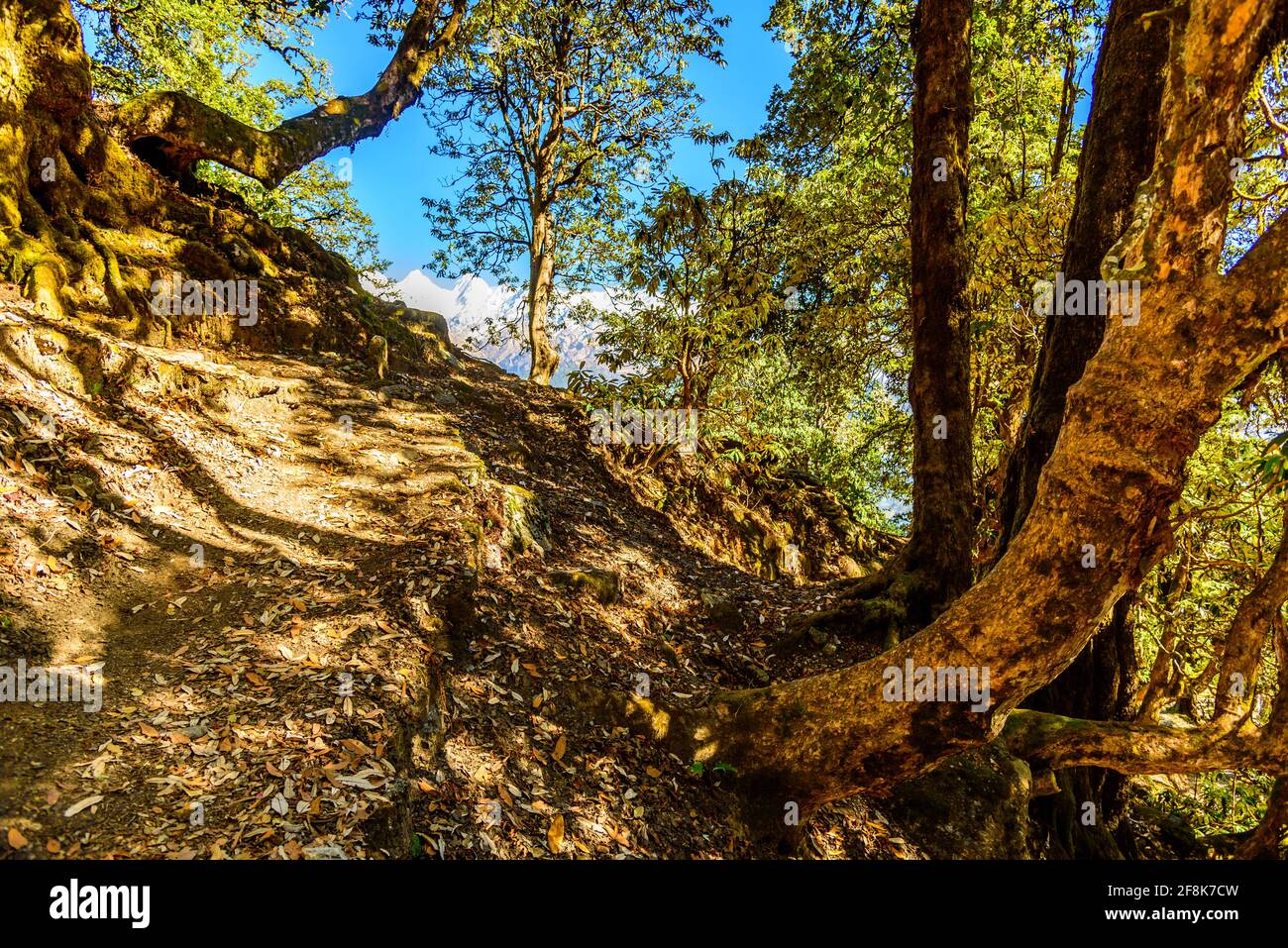 This is the view enroute to Khalia top trekk trail through Himalayas ...