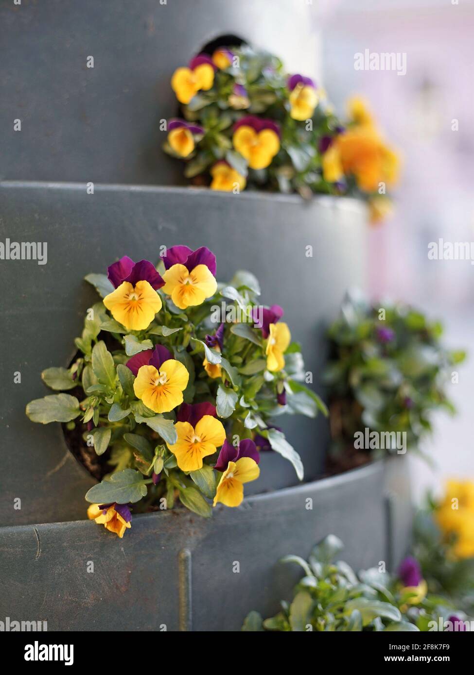 Close up shot of beautiful pansy flowers outdoors in spring Stock Photo ...