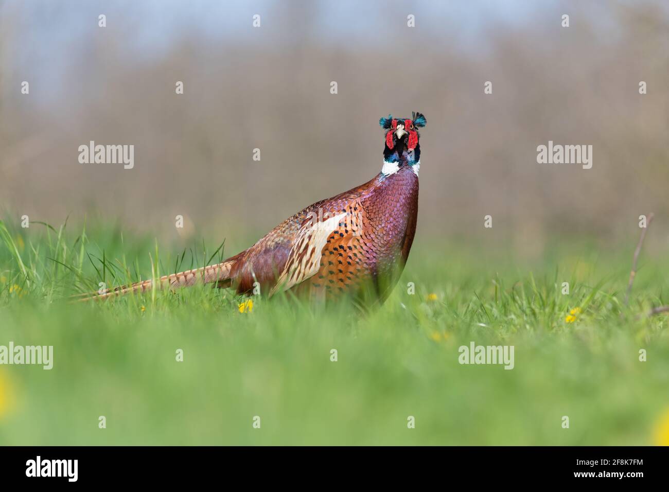 Portrait of a male pheasant (phasianus colchicus) in a meadow Stock ...