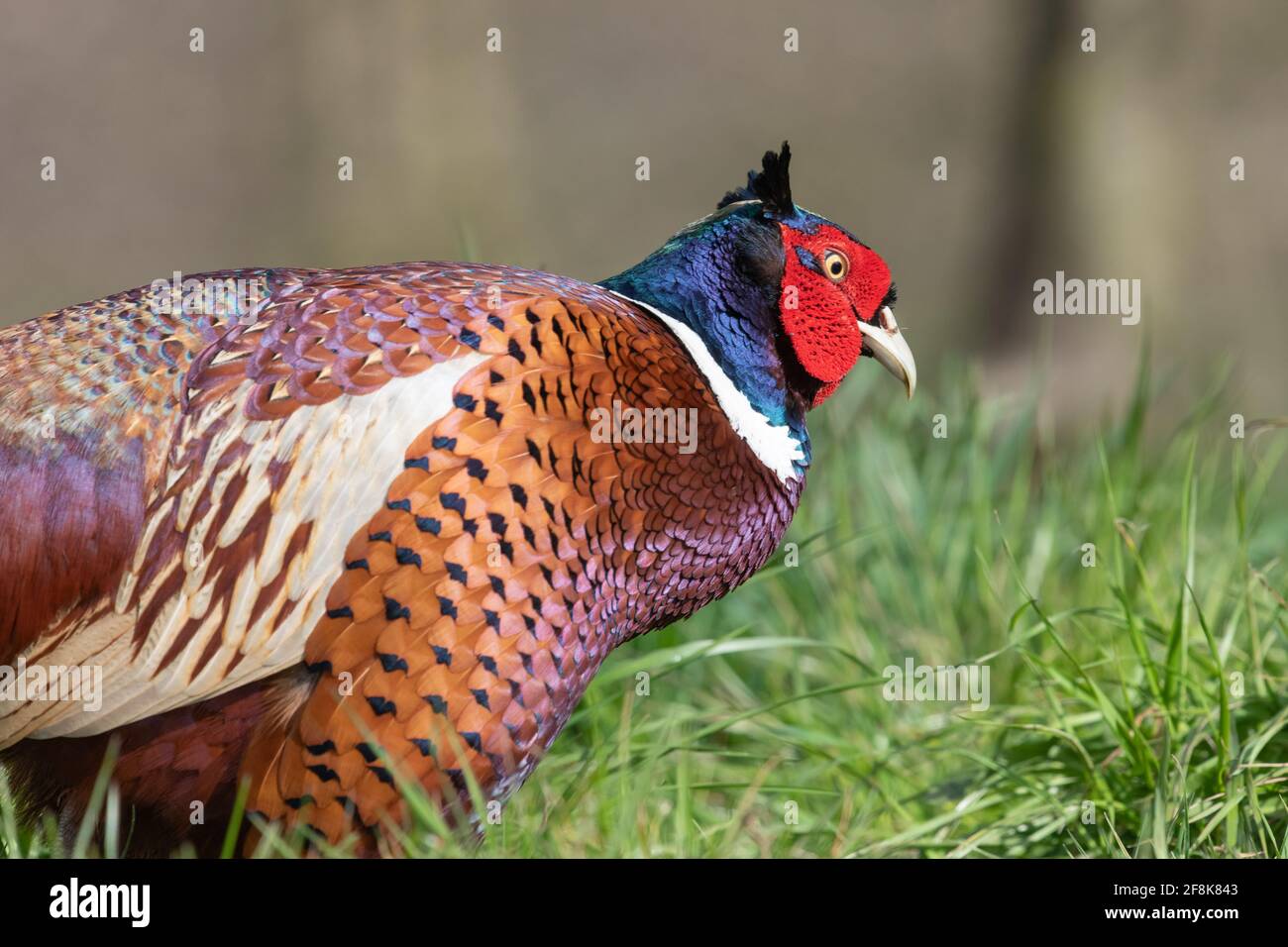 Portrait of a male pheasant (phasianus colchicus) in a meadow Stock ...