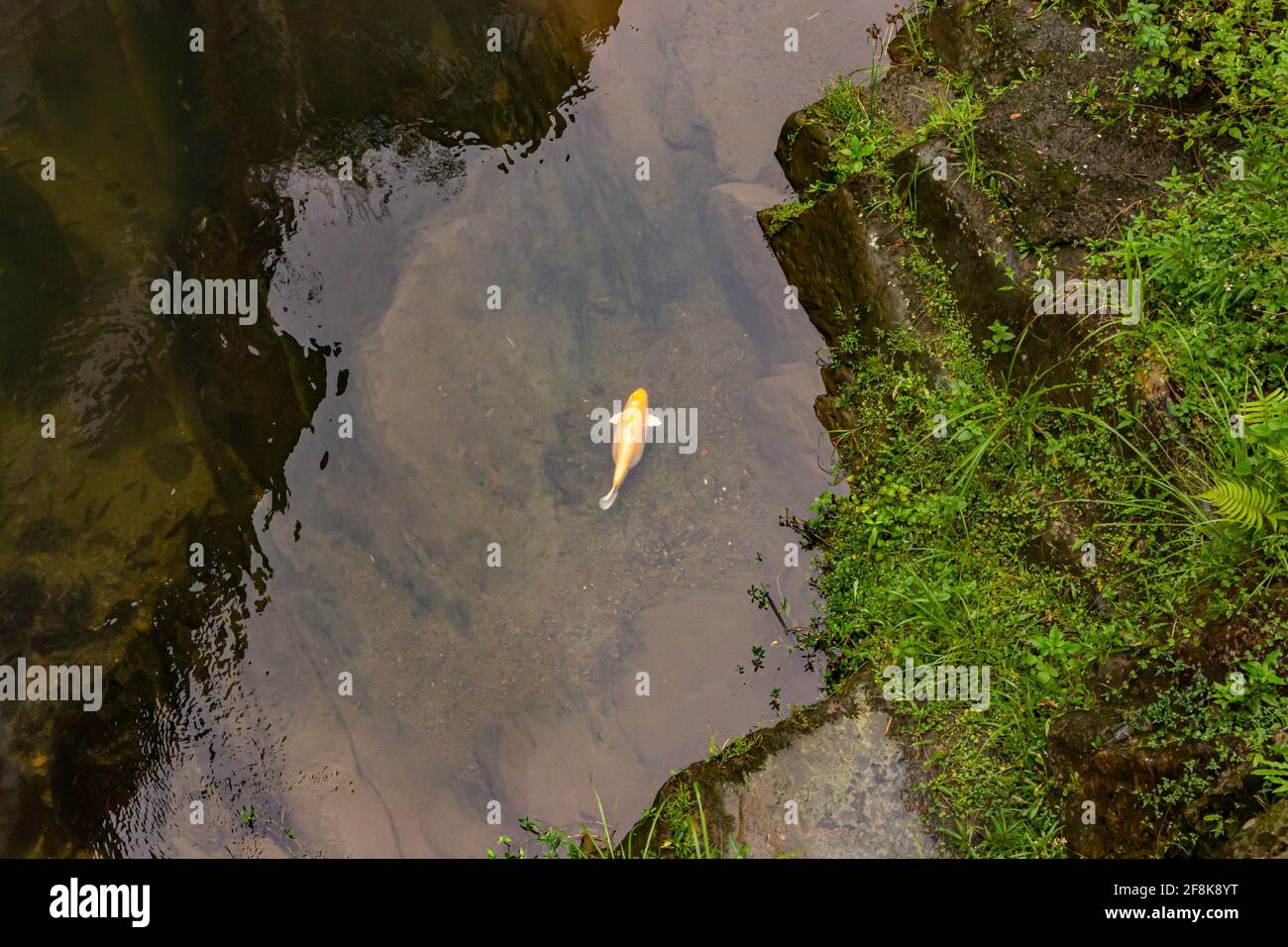 A single lonely koi swim in the river Stock Photo - Alamy