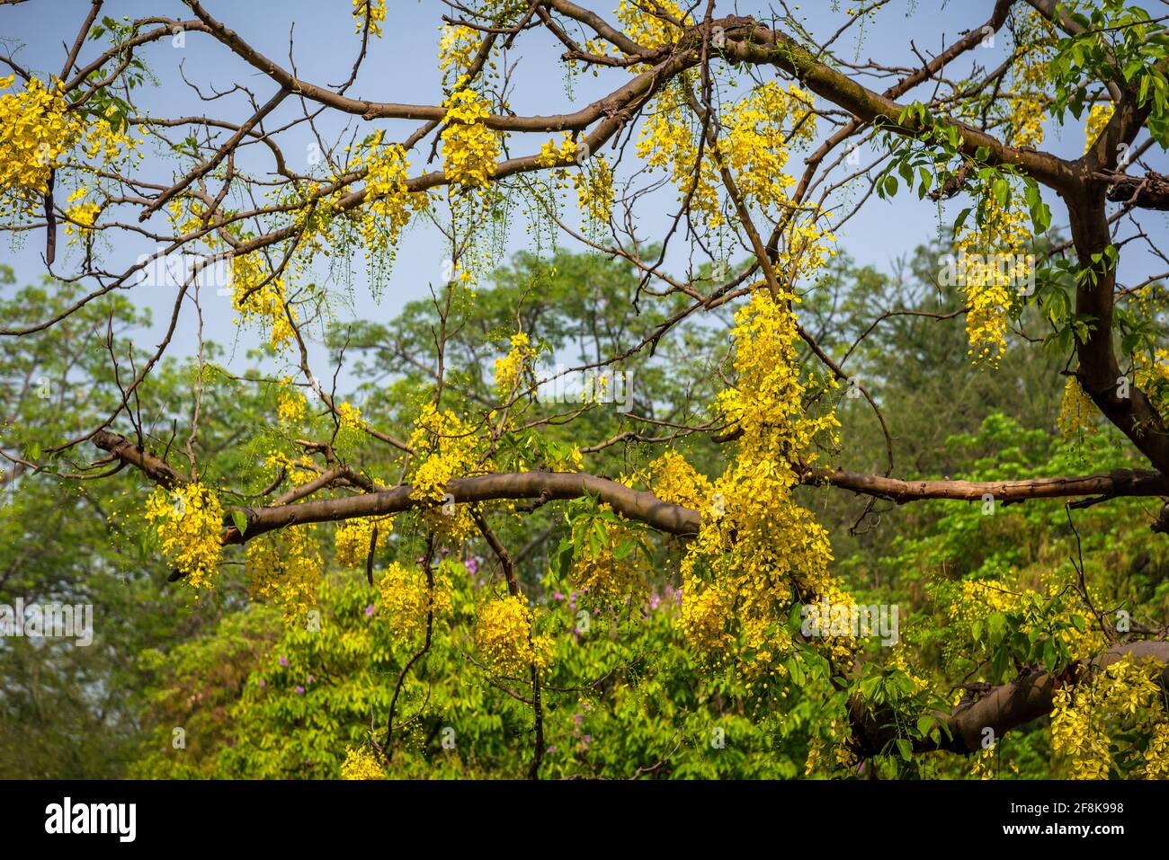 Selective focus fresh yellow flowers of Cassia fistula also known as ...