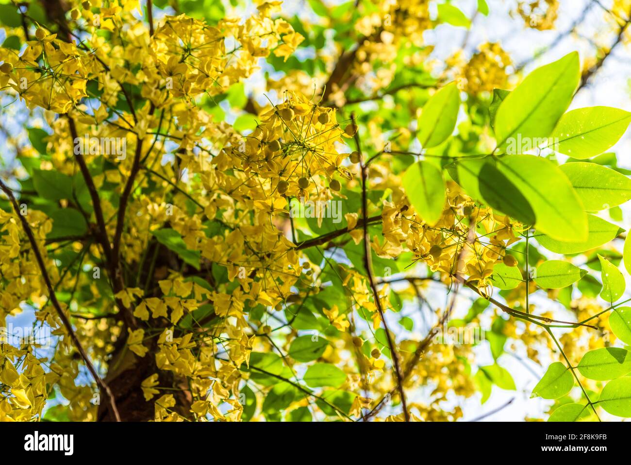 Selective focus fresh yellow flowers of Cassia fistula also known as golden shower tree at Deer ...