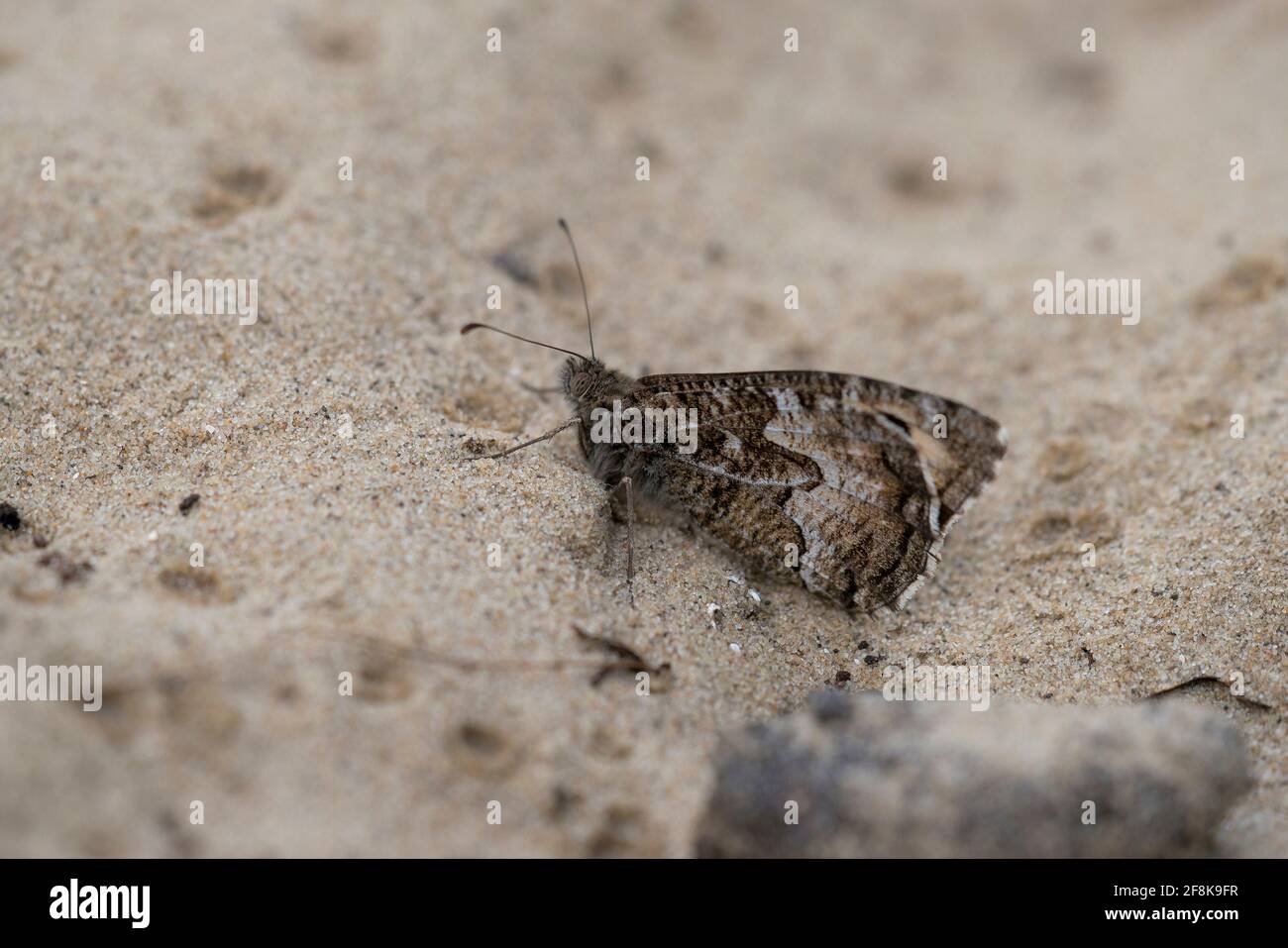 Grayling (Hipparchia semele) resting on sand path in the dunes Stock ...
