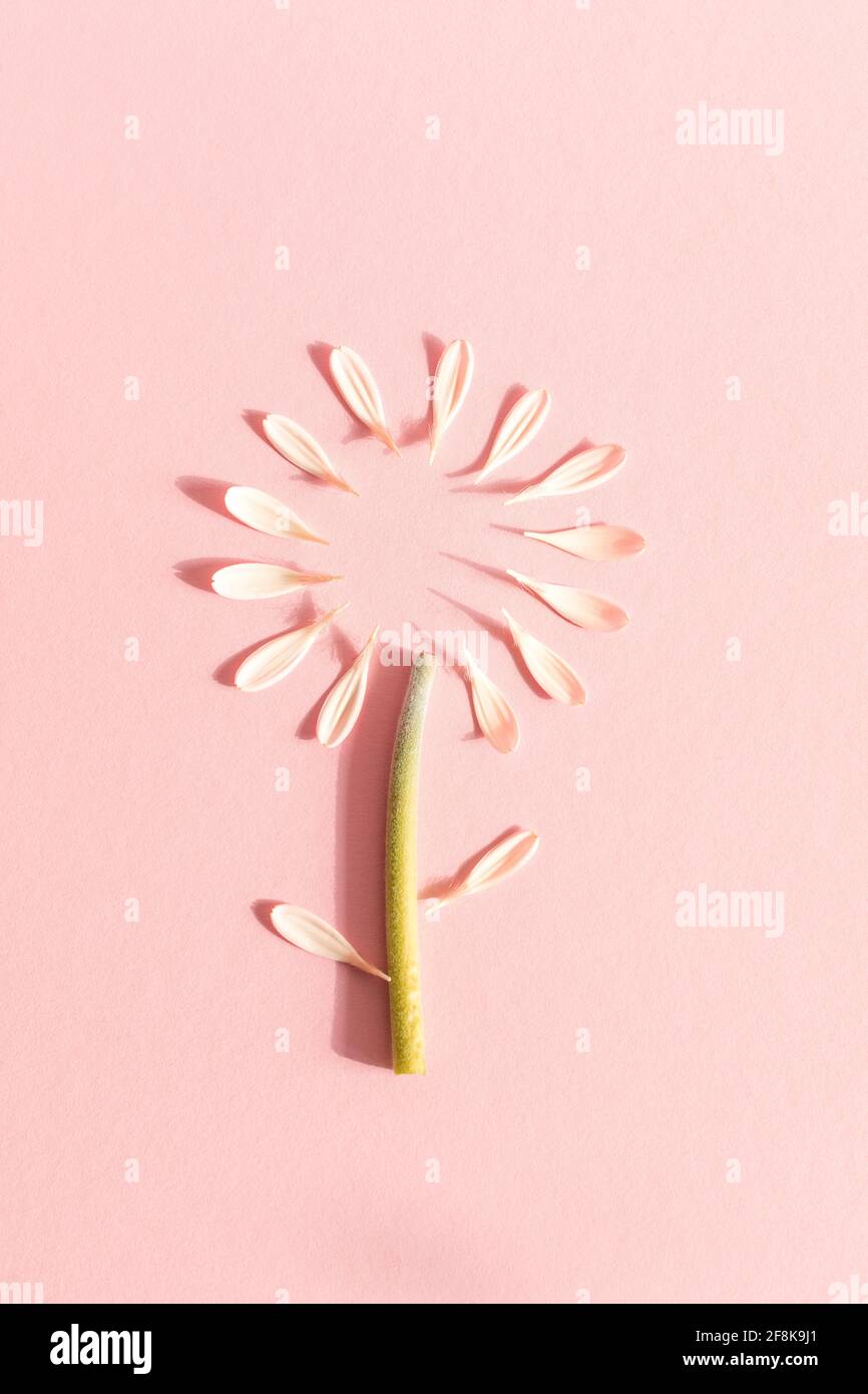 Abstract floral composition with gerbera flower and petals on pastel ...