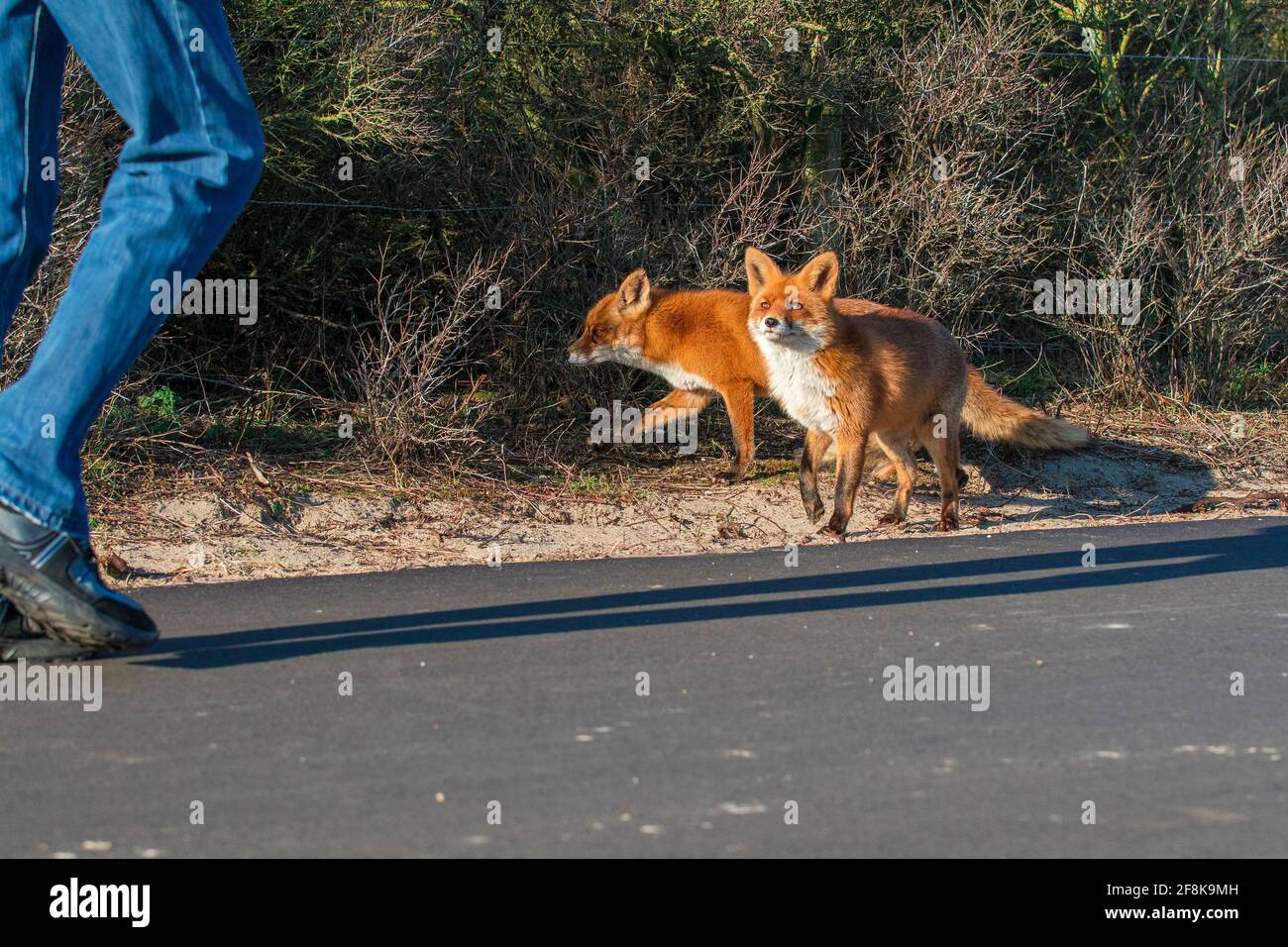 Two Red Foxes (Vulpes vulpes) on a cycle path in the dunes and a walker ...
