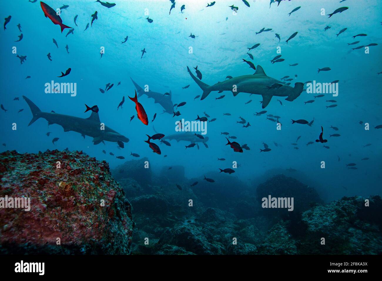 Scalloped Hammerhead Shark Coco's Island Stock Photo - Alamy