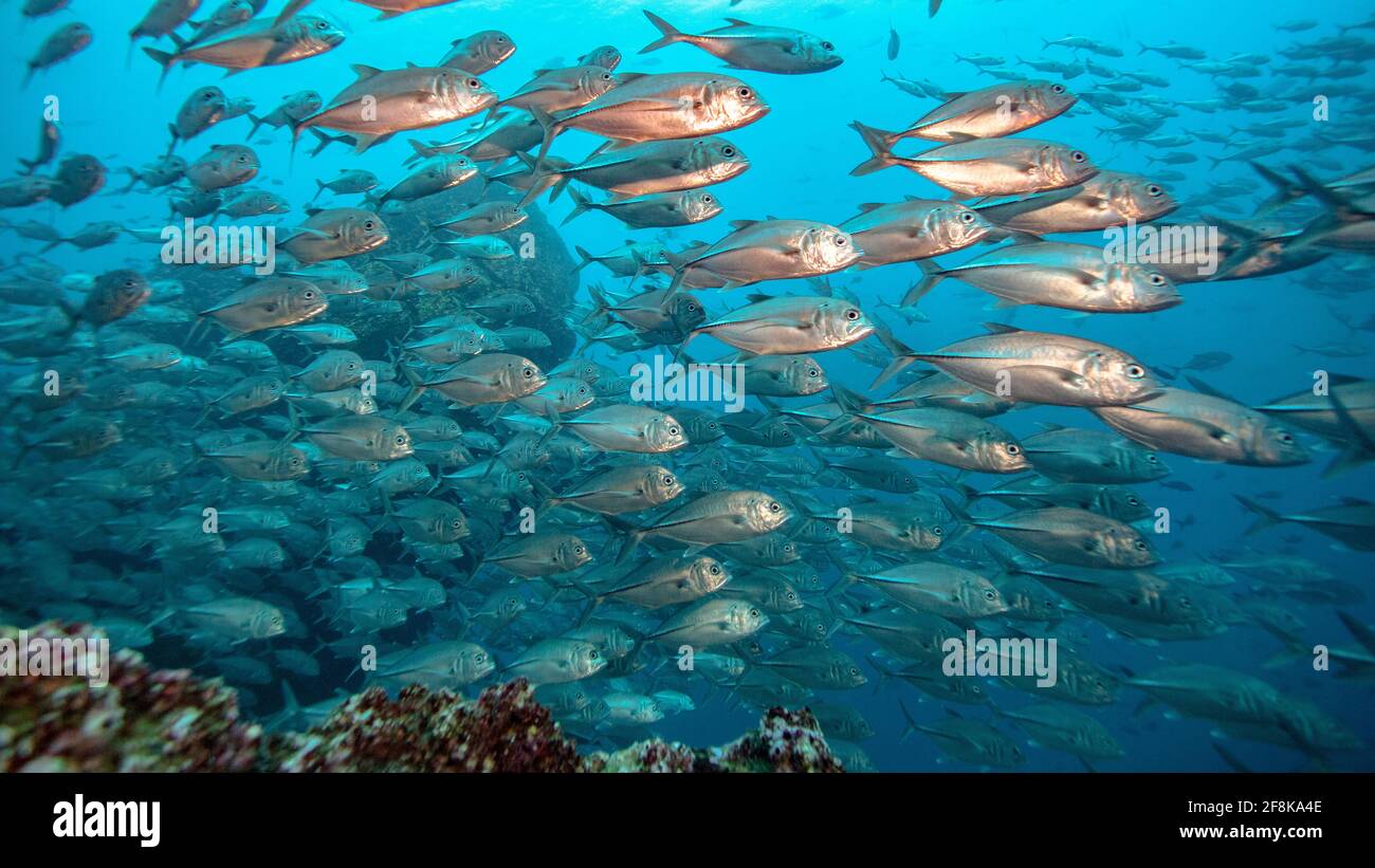 Crevalle jack hi-res stock photography and images - Alamy