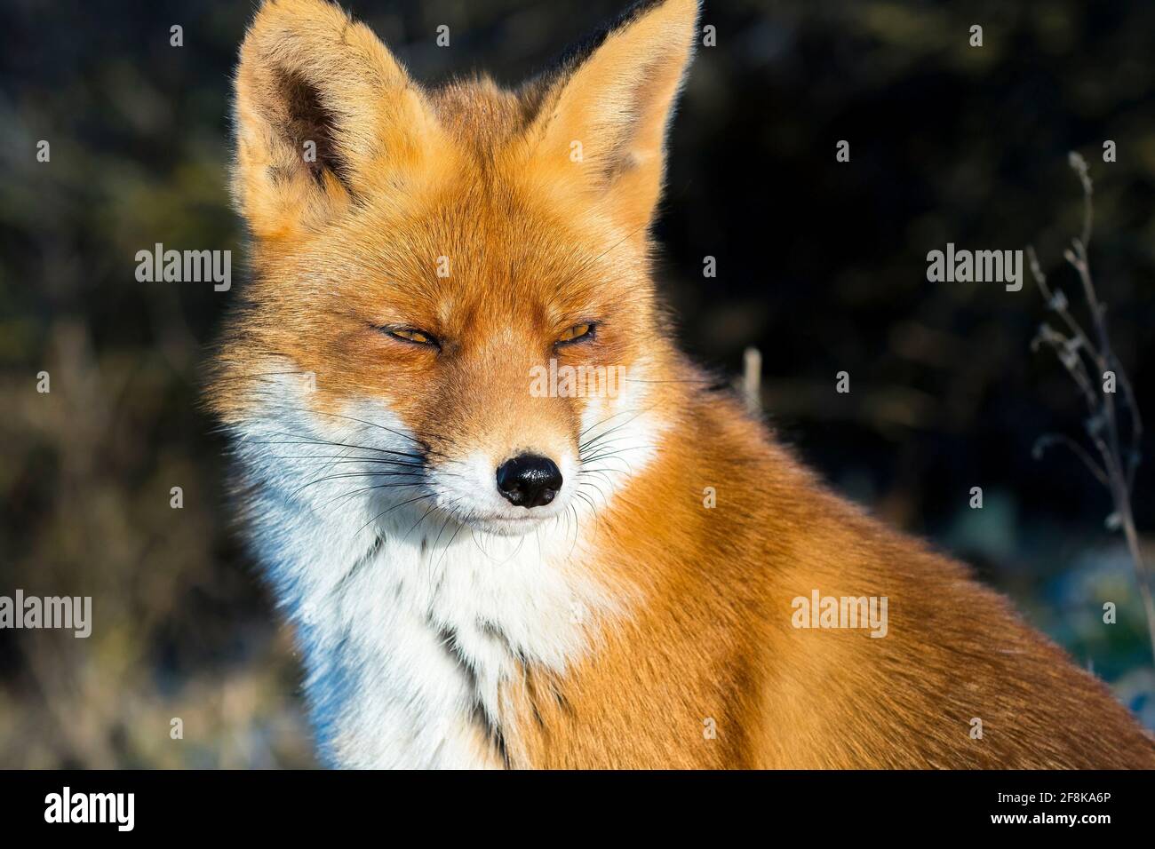 Red Fox (Vulpes vulpes) sitting ih in the dunes, portrait Stock Photo - Alamy