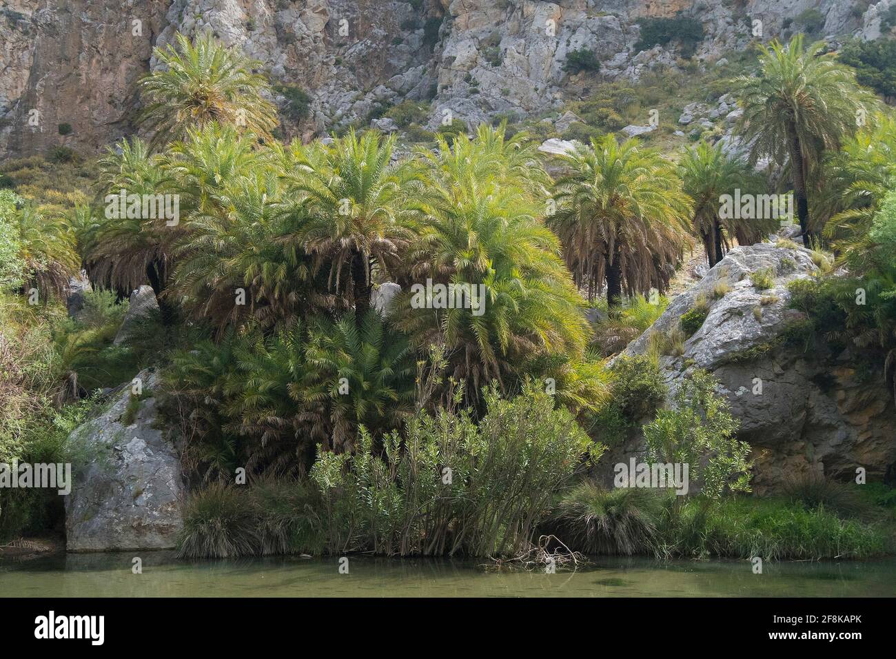 Cretan Palm (Phoenix theophrasti) trees group near Preveli in south ...