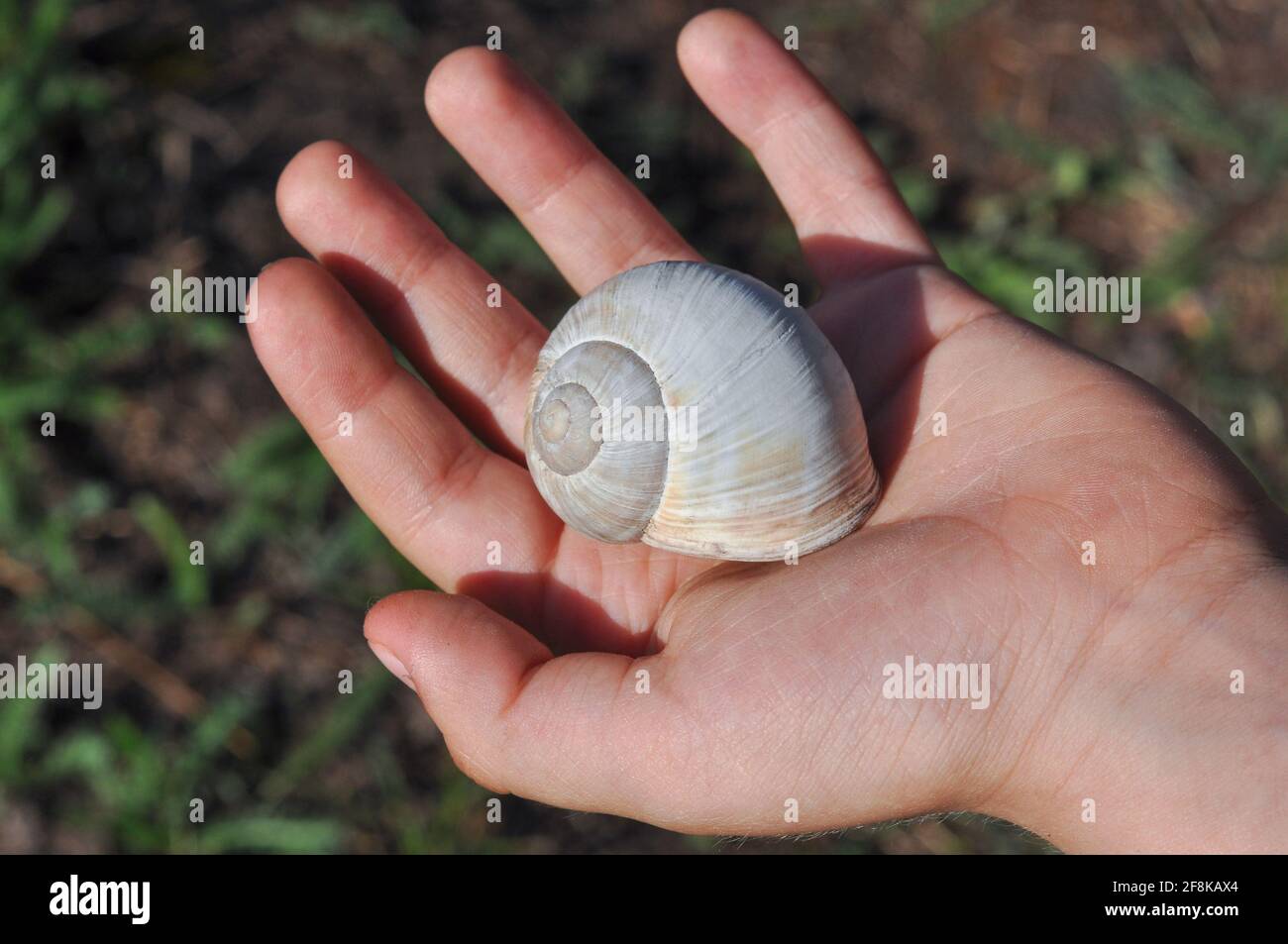 Snail on the boy palm. Young boy showing a big snail Stock Photo - Alamy