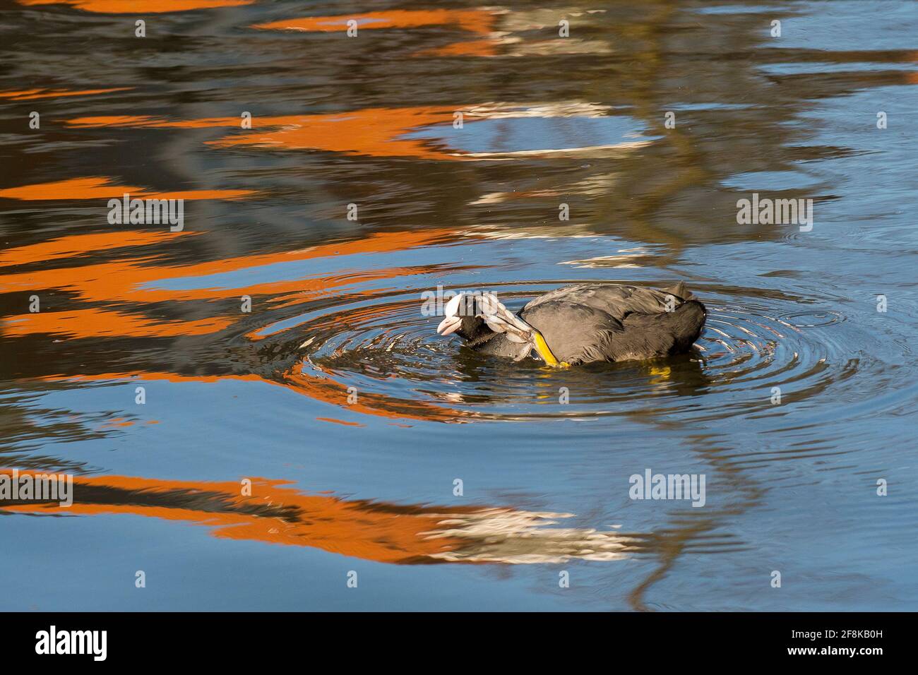 Common Coot (Fulica atra) swimming in a town canal schratching itself ...