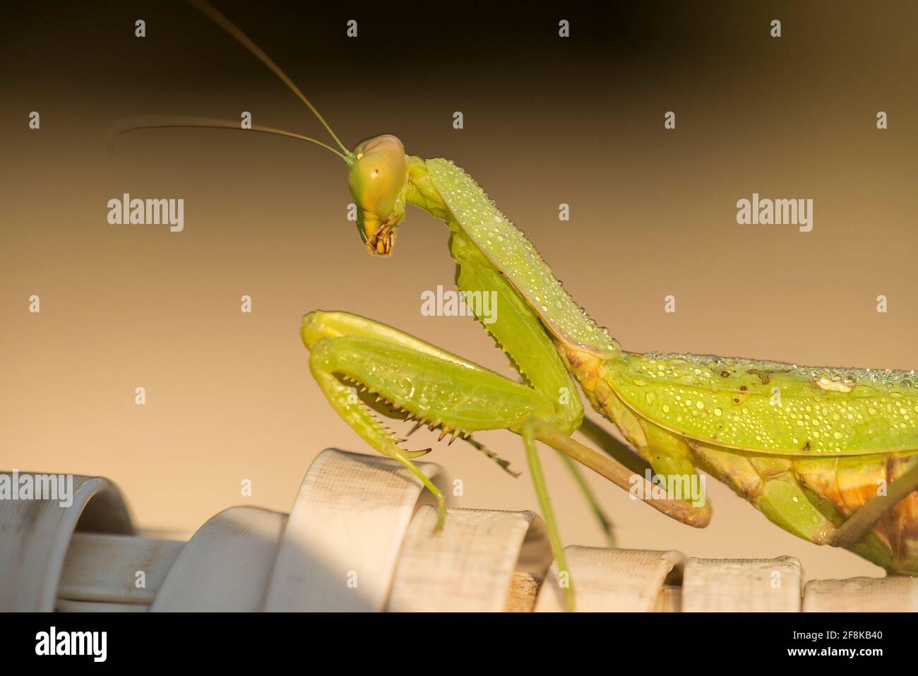 Adult female mantis hi-res stock photography and images - Alamy