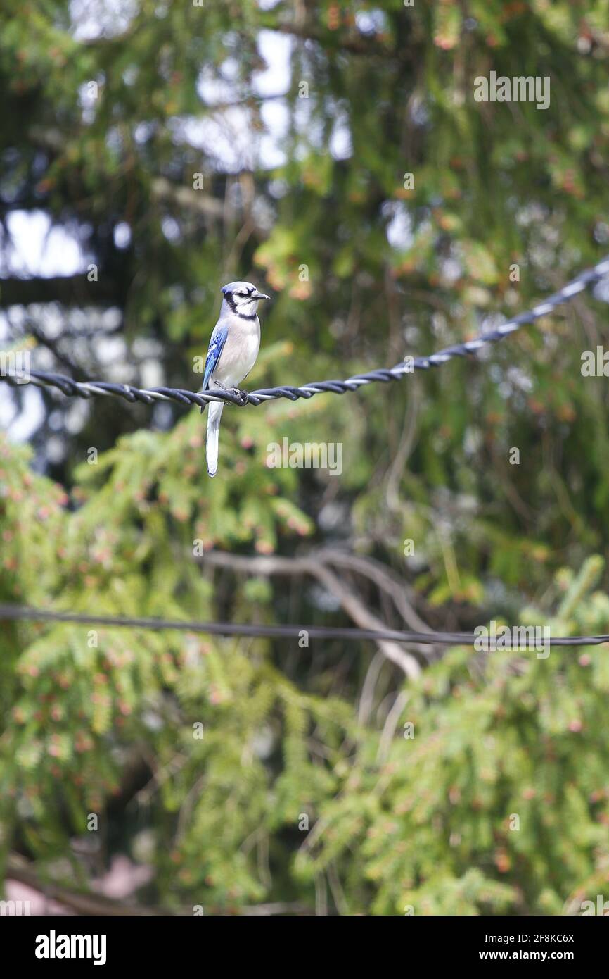 Blue Jay on Cable Stock Photo - Alamy