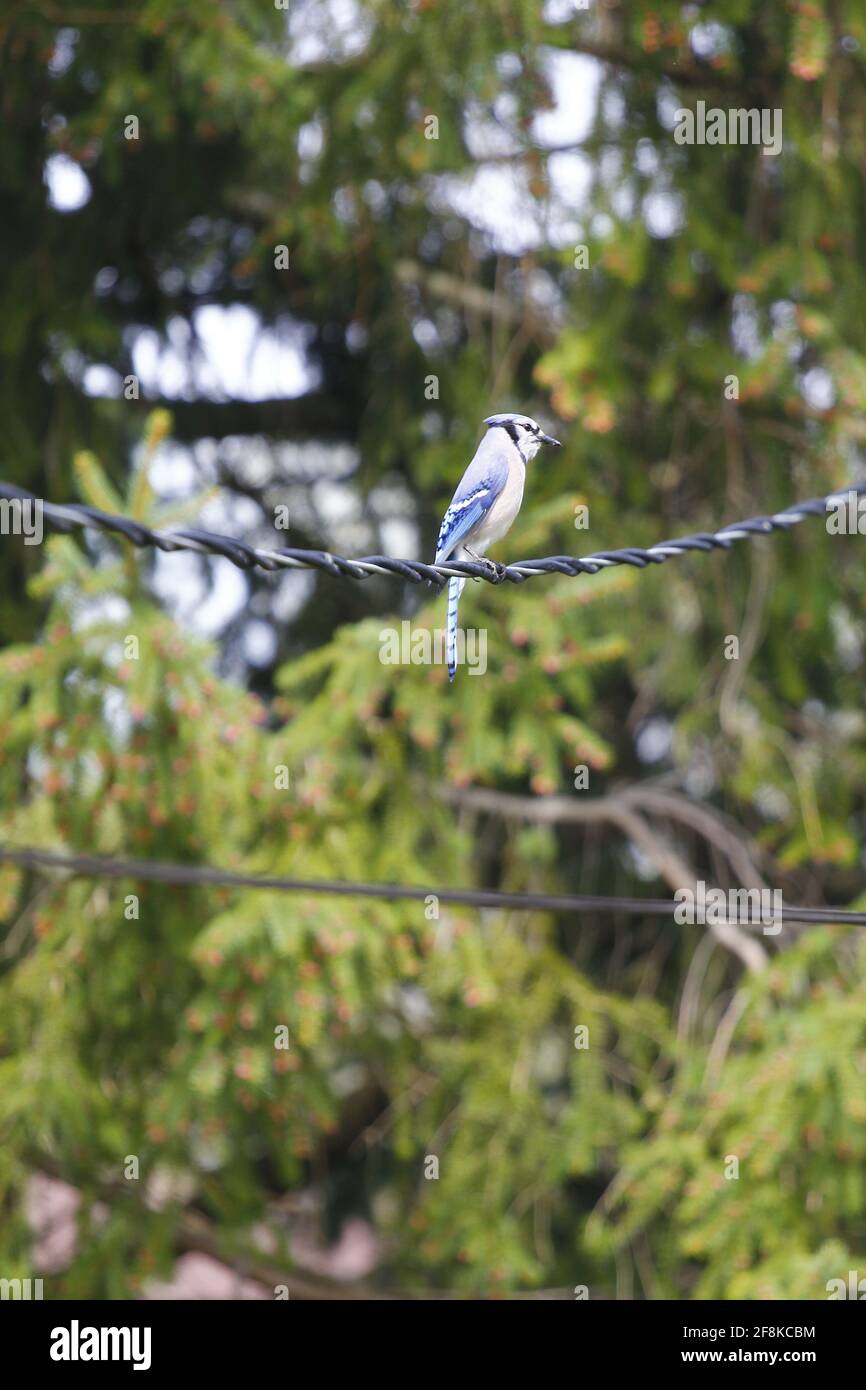 Blue Jay on Cable Stock Photo - Alamy
