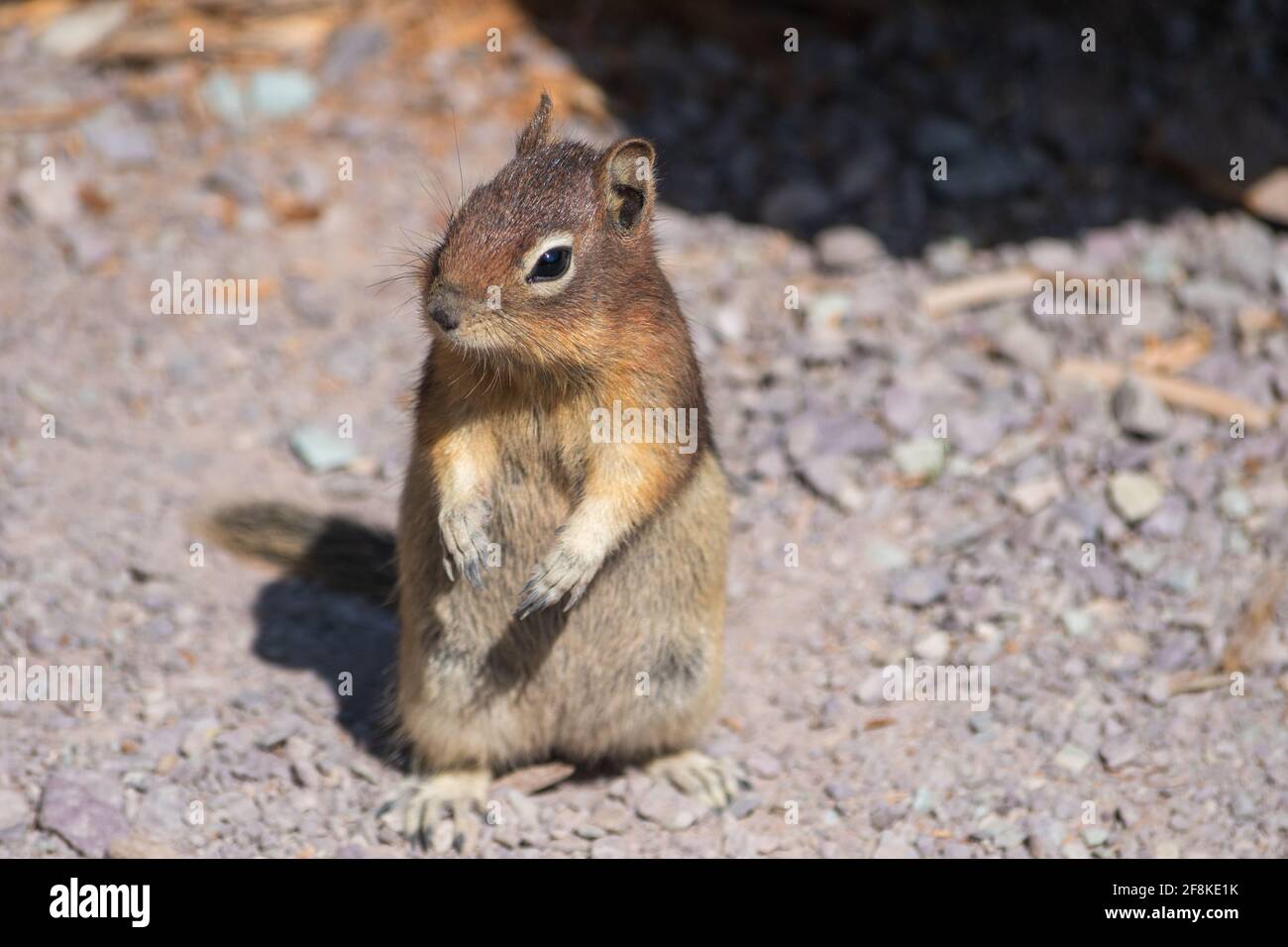 Chipmunk sitting on the ground under sunlight Stock Photo - Alamy