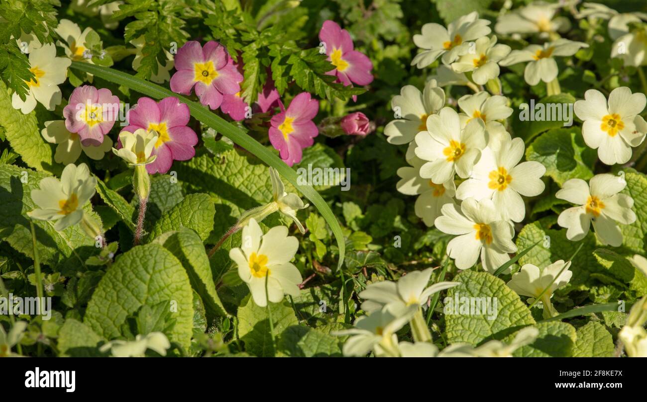 Primula flowers in spring sunshine Stock Photo - Alamy