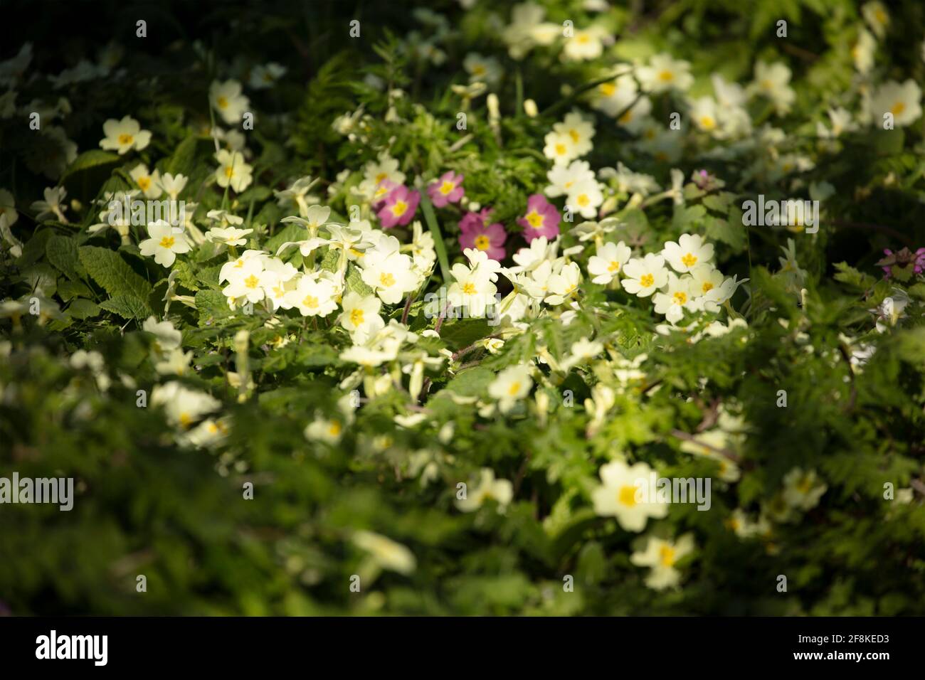 Primula flowers in spring sunshine Stock Photo - Alamy