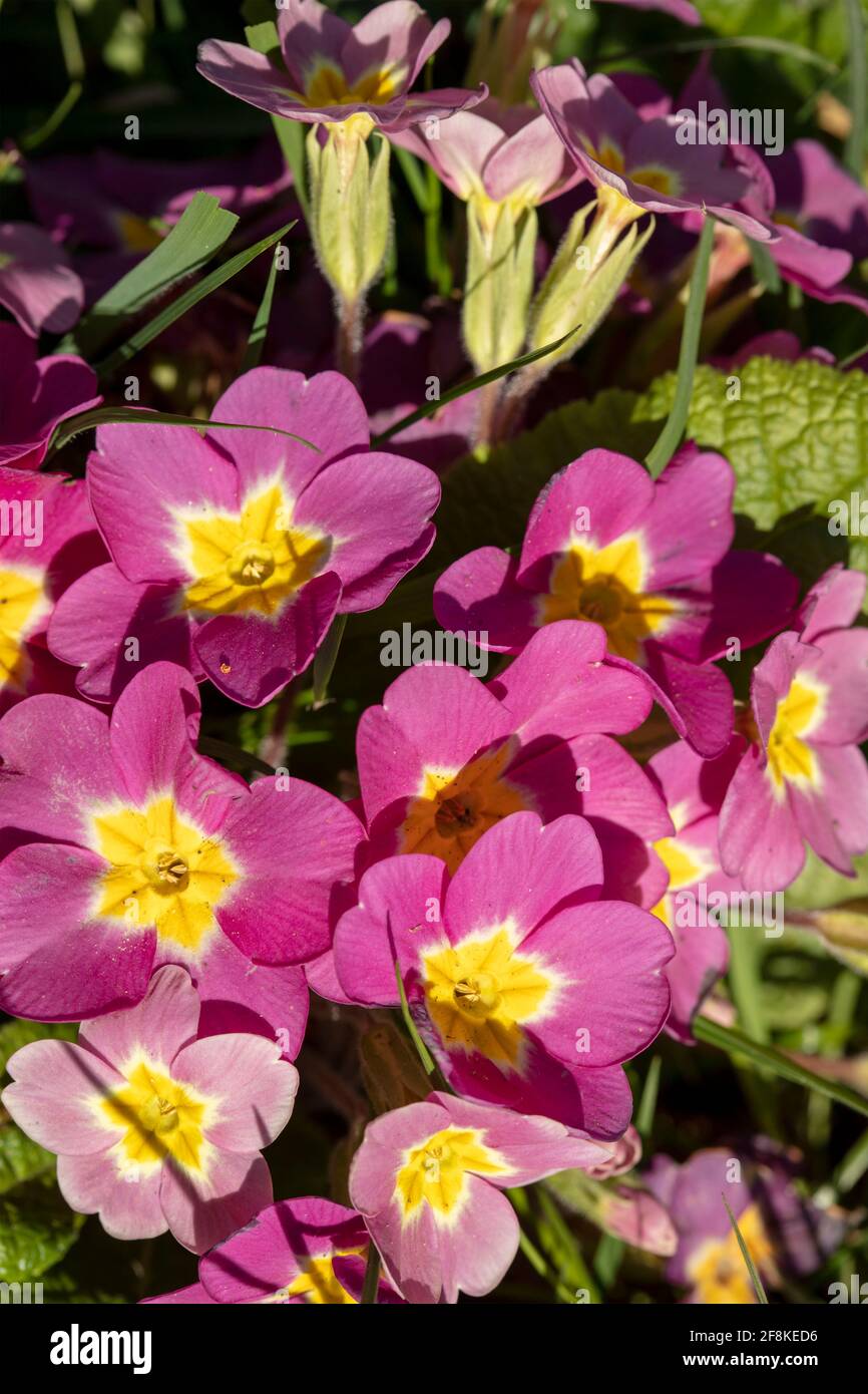 Primula flowers in spring sunshine Stock Photo - Alamy