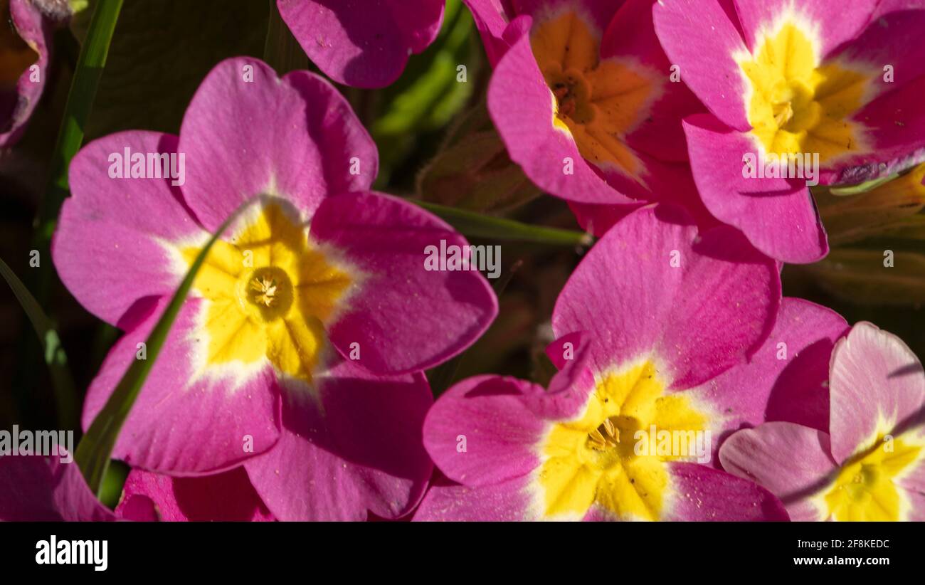 Primula flowers in spring sunshine Stock Photo - Alamy