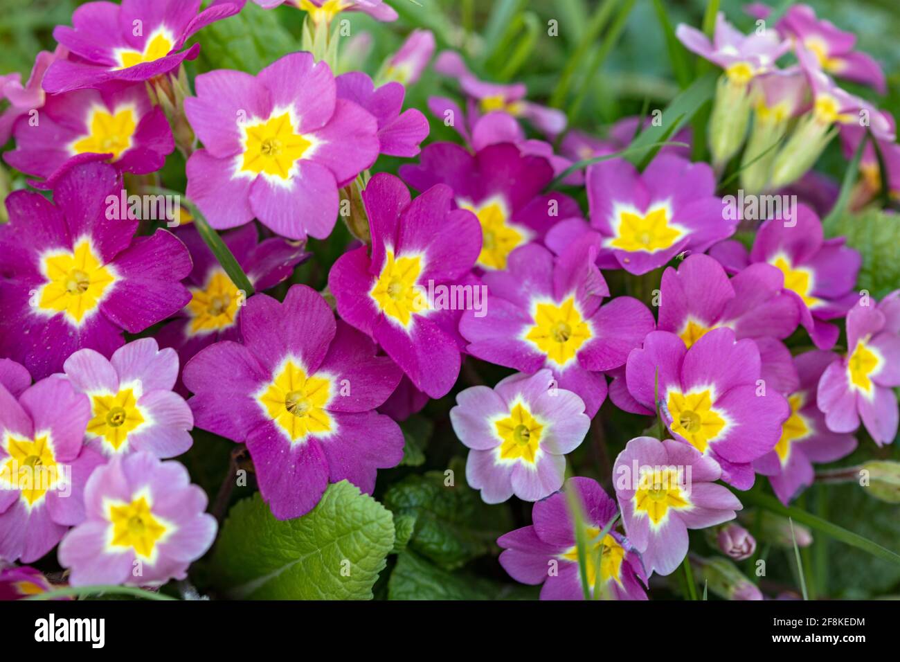 Primula flowers in spring sunshine Stock Photo - Alamy