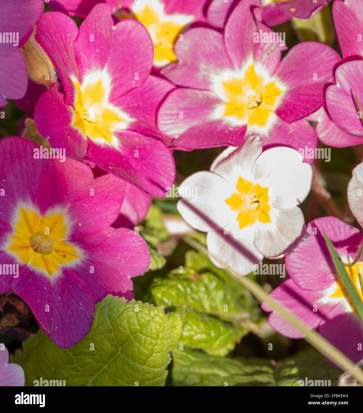 Primula flowers in spring sunshine Stock Photo - Alamy