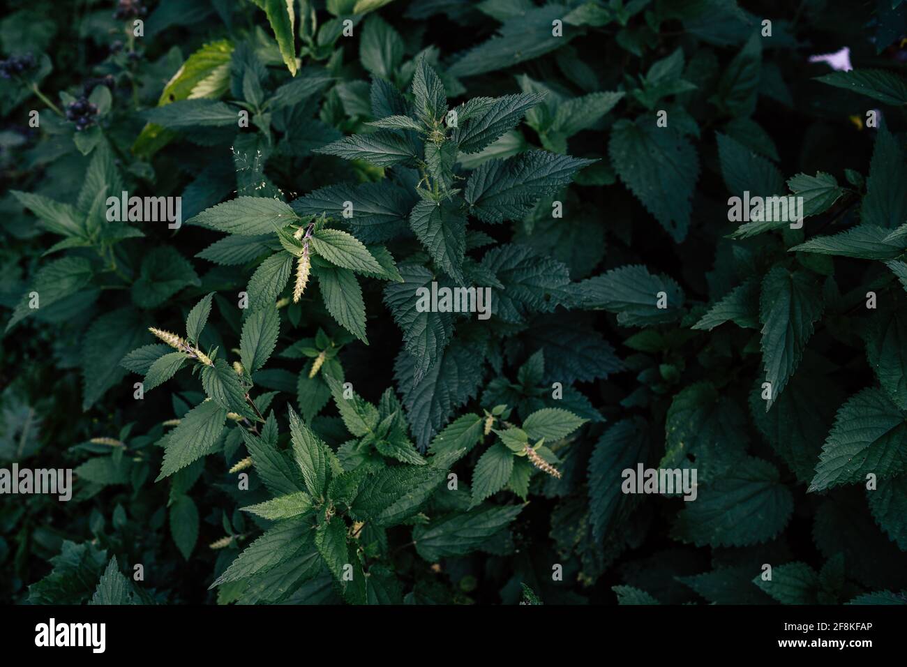 Close up of nettle in summertime. Texture of herbaceous plant in summer ...