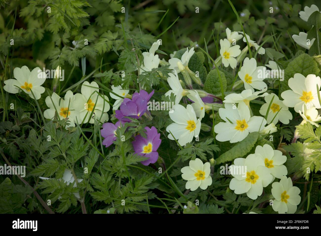 Primula flowers in spring sunshine Stock Photo - Alamy