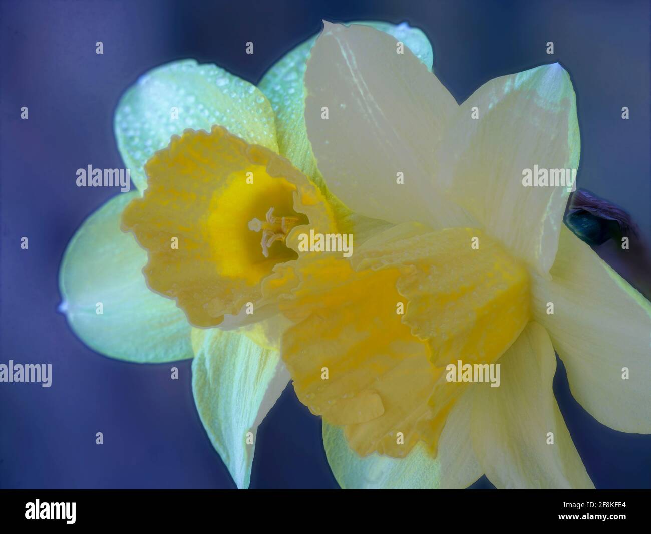 Macro still life of daffodil flower Stock Photo - Alamy