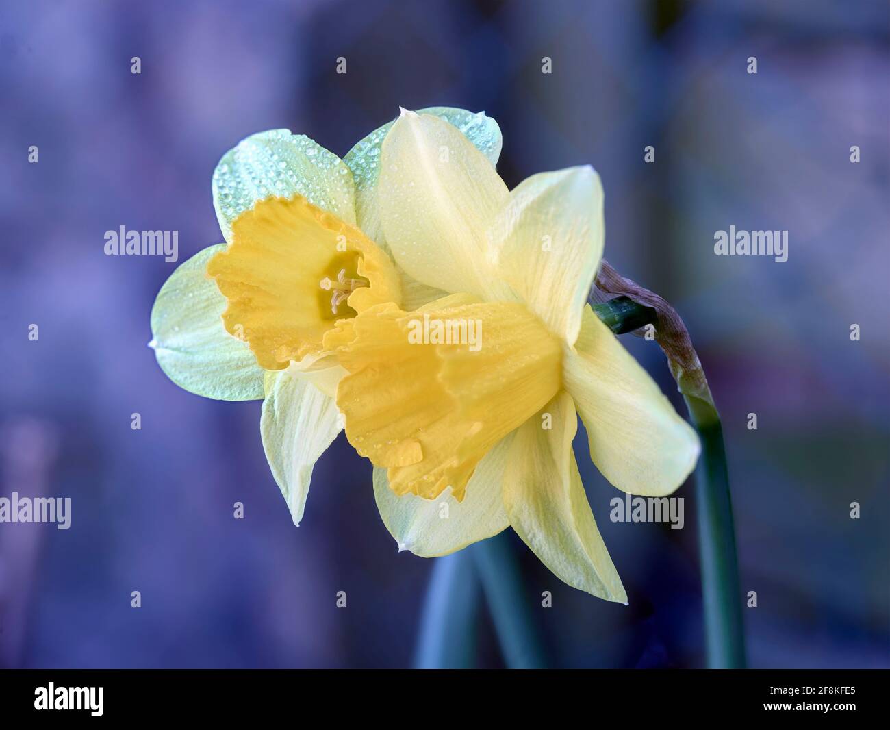 Macro still life of daffodil flower Stock Photo - Alamy