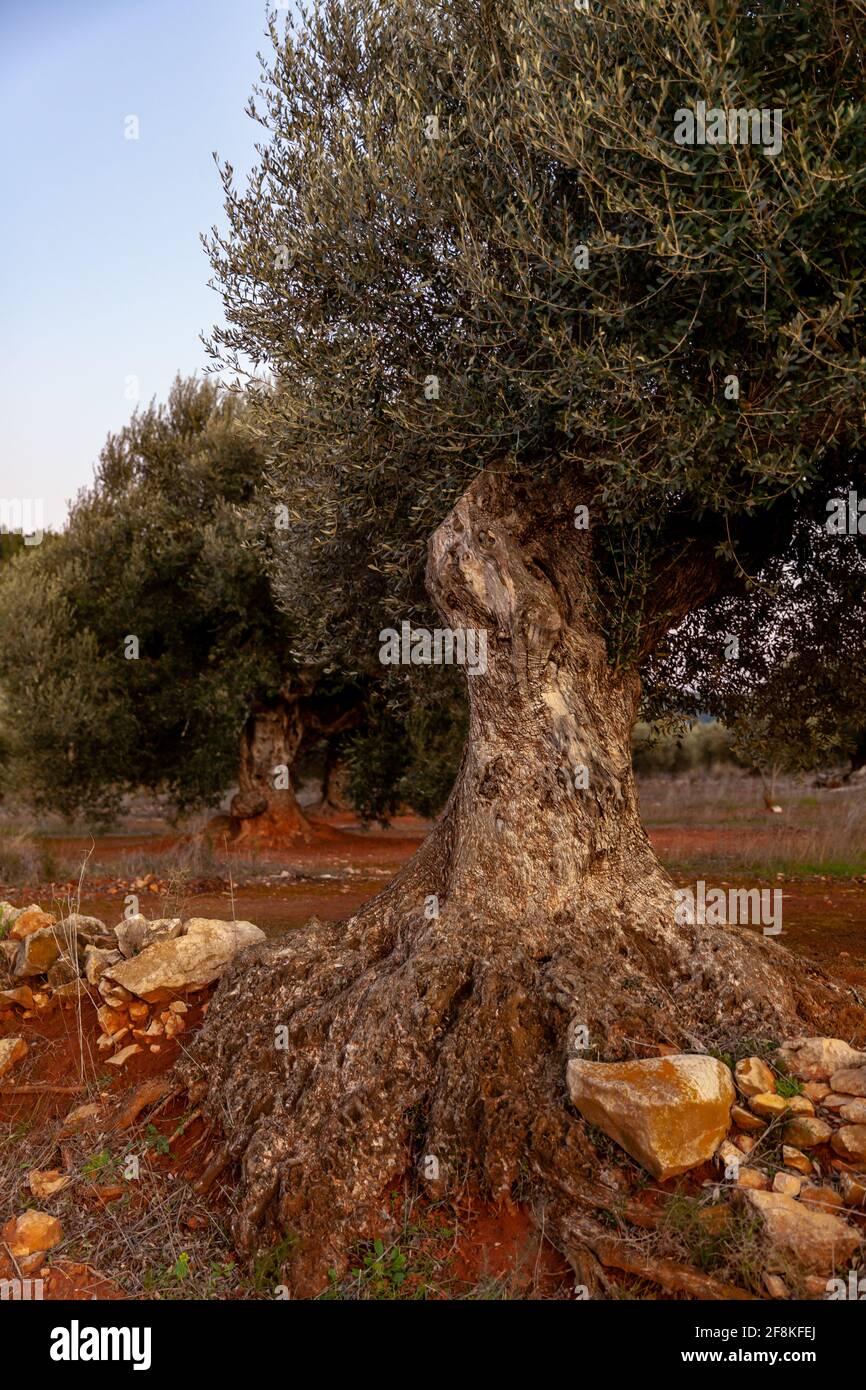 Lonely large ancient olive tree on red soil in Spain Stock Photo - Alamy