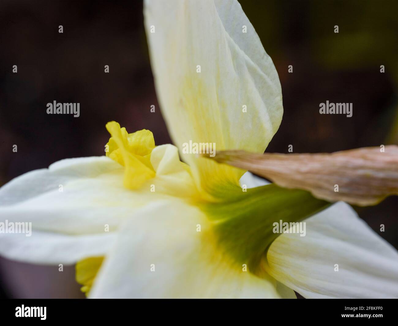 Macro still life of daffodil flower Stock Photo - Alamy