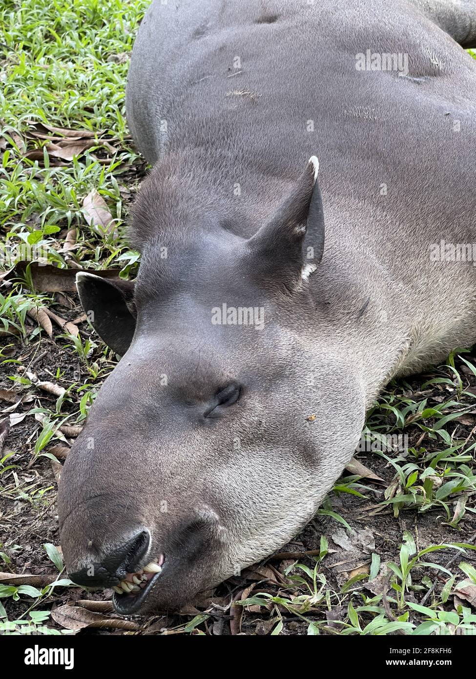 Tapir sleeping hi-res stock photography and images - Alamy