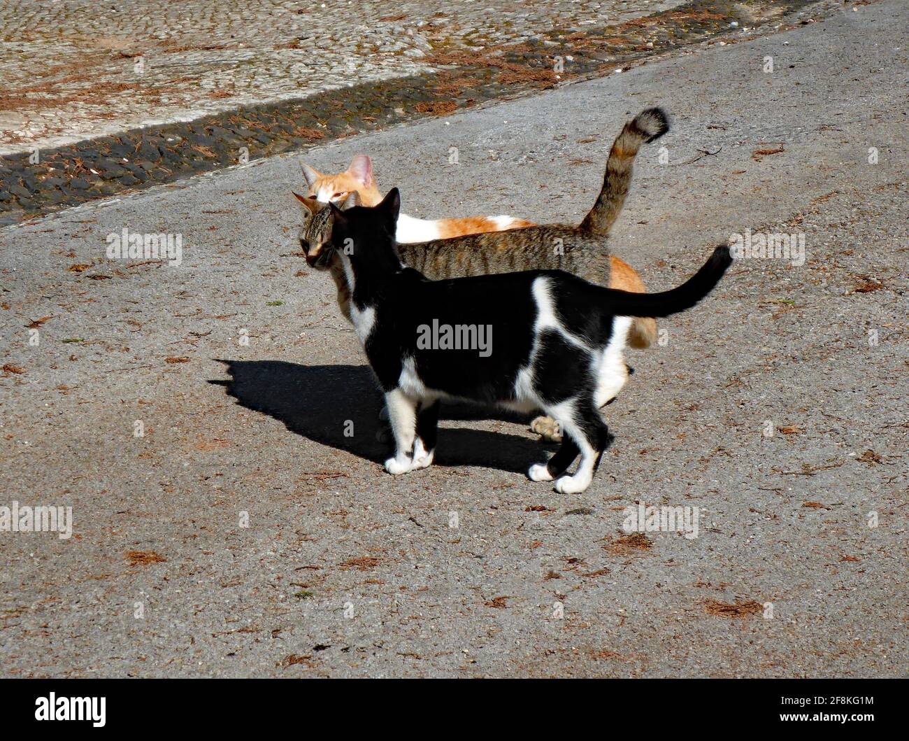 A group of stray cats meeting. They seem to know and greet each other ...