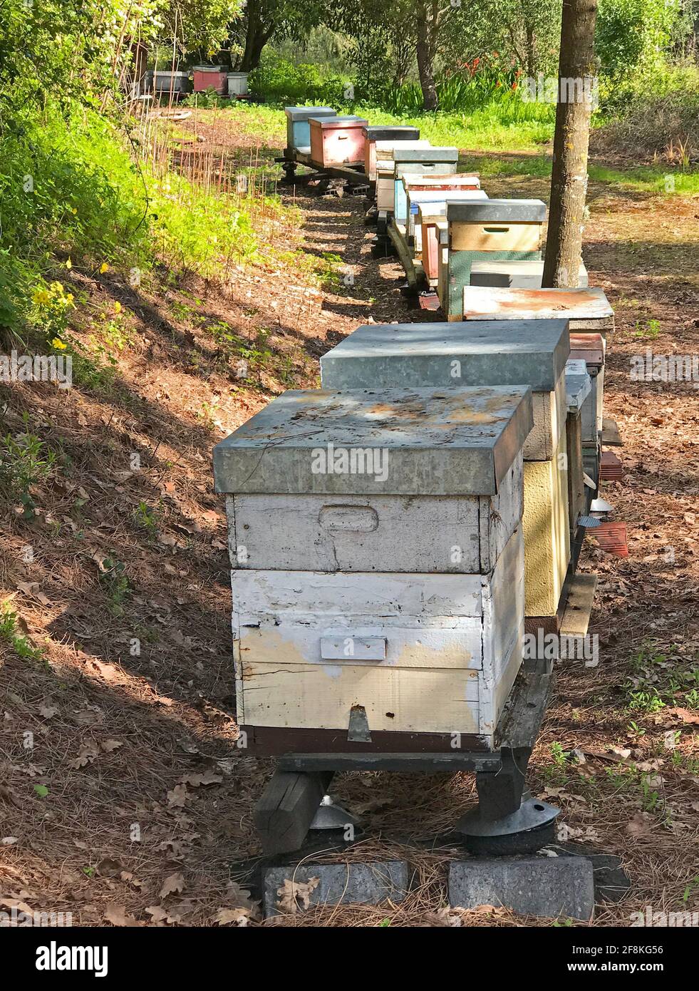 Bee hives in a row hi-res stock photography and images - Alamy