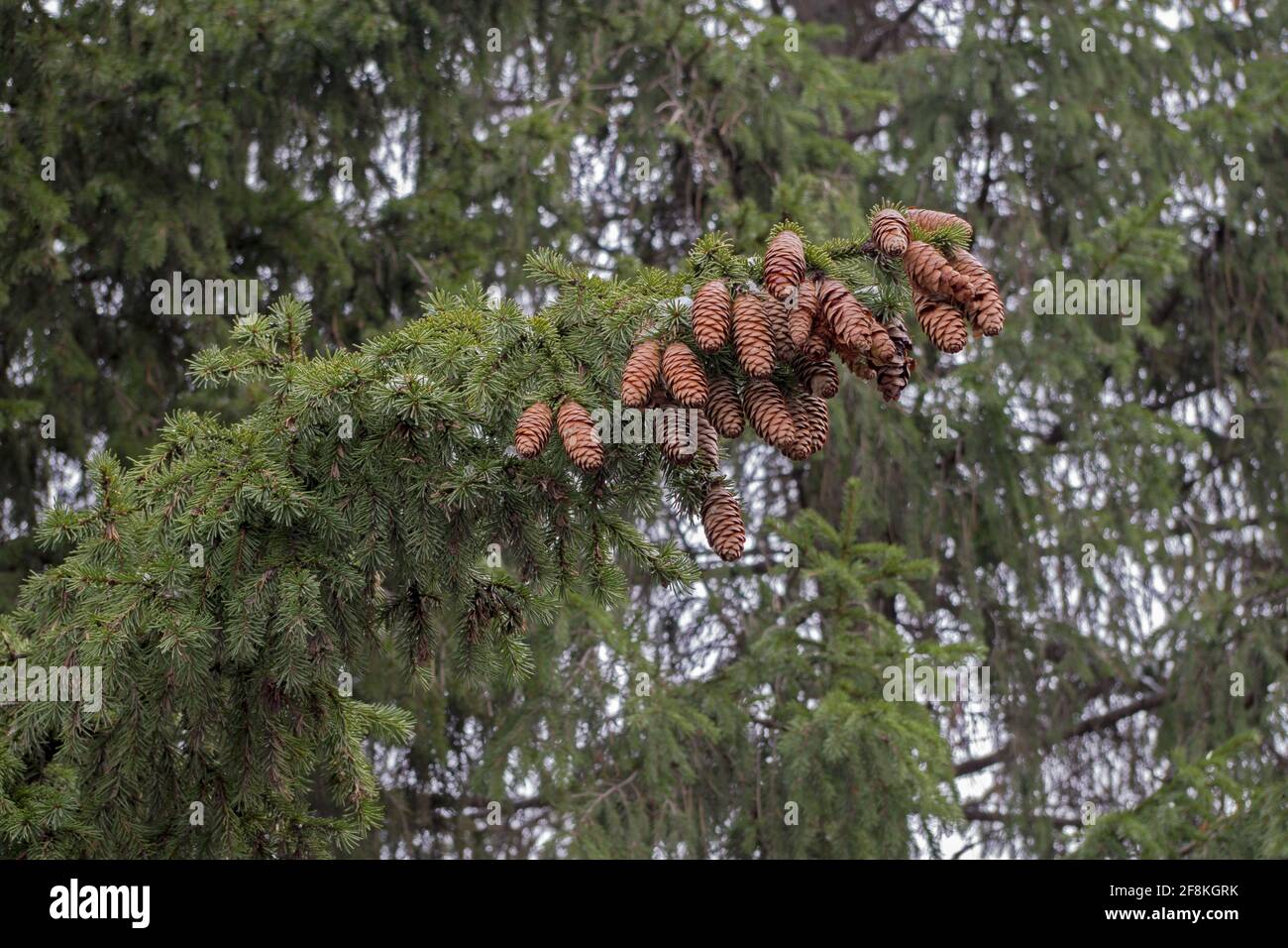 Large downy coniferous branch with cluster of fir or pine cones ...