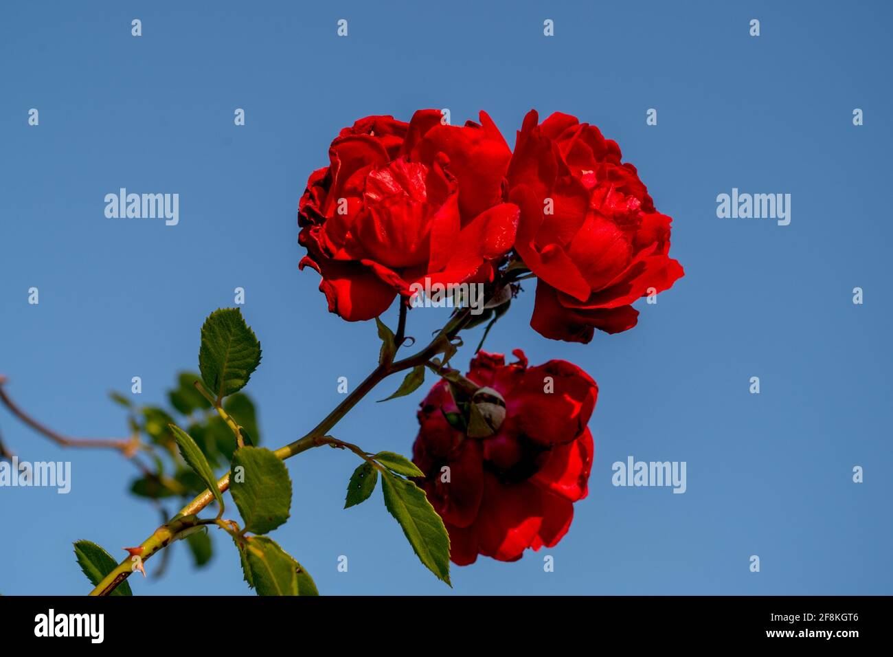 Scarlet color hi-res stock photography and images - Alamy