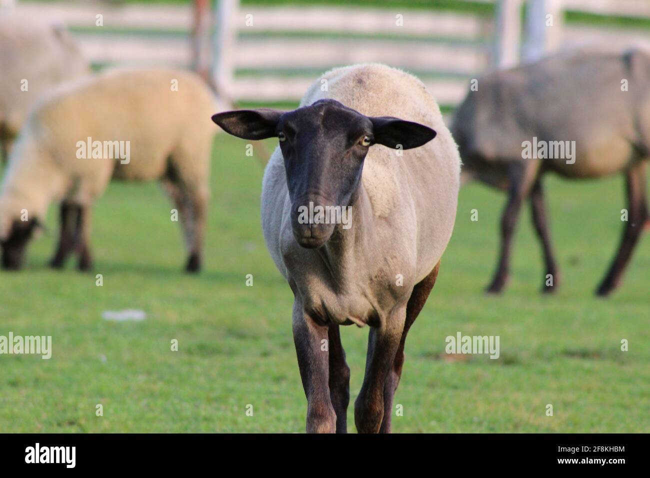the smile of a sheep Stock Photo - Alamy