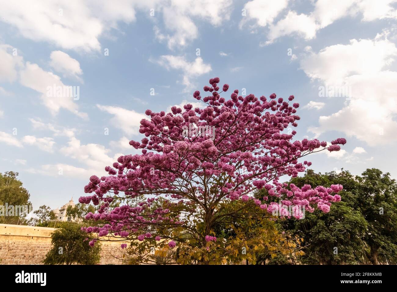 Pink Poui flowers aka Tabebuia rosea blooming on a tree in the city of ...