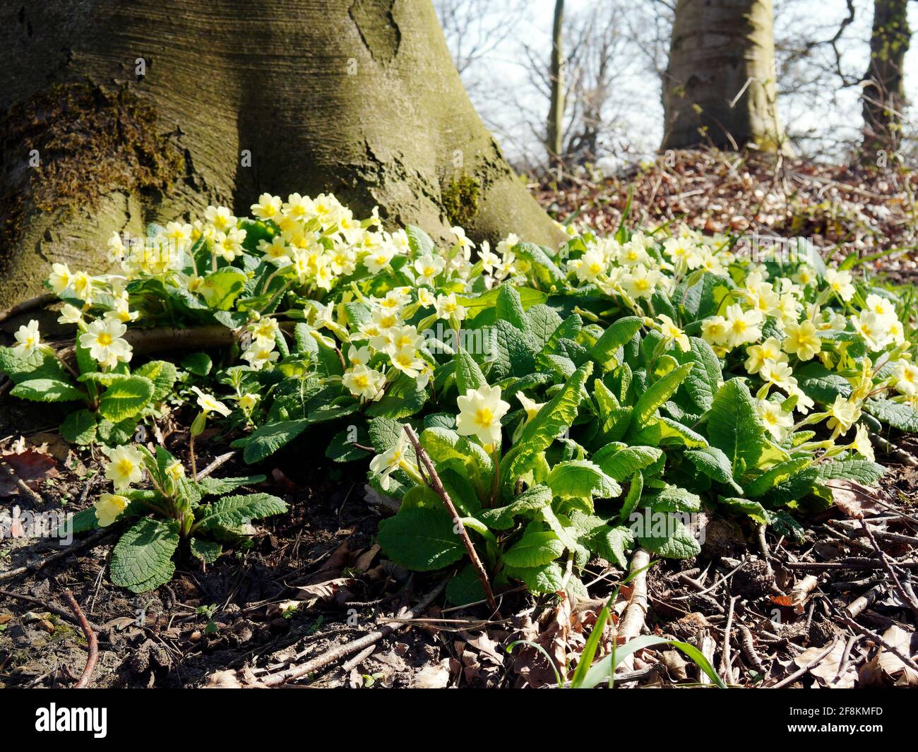 Common primroses (Primula Vulgaris), a cheerful sign of spring gowing ...