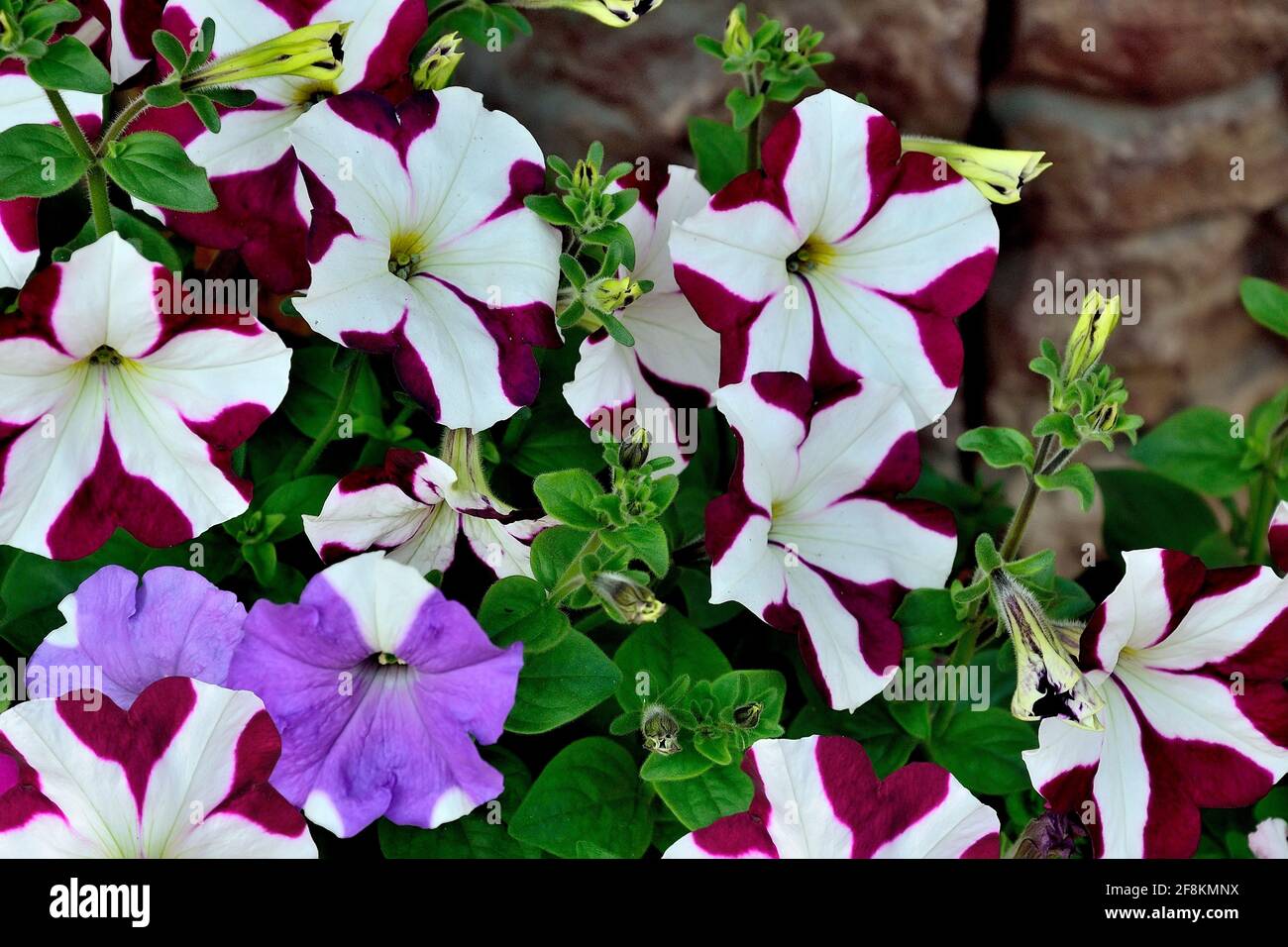 Petunia hybrid hi-res stock photography and images - Alamy