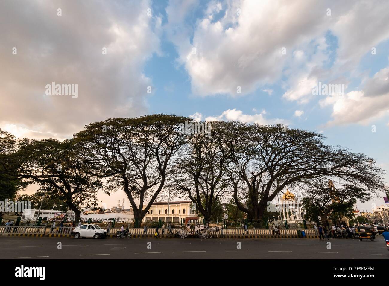 Mysuru, Karnataka, India - January 2019: Tall beautiful trees lining a ...